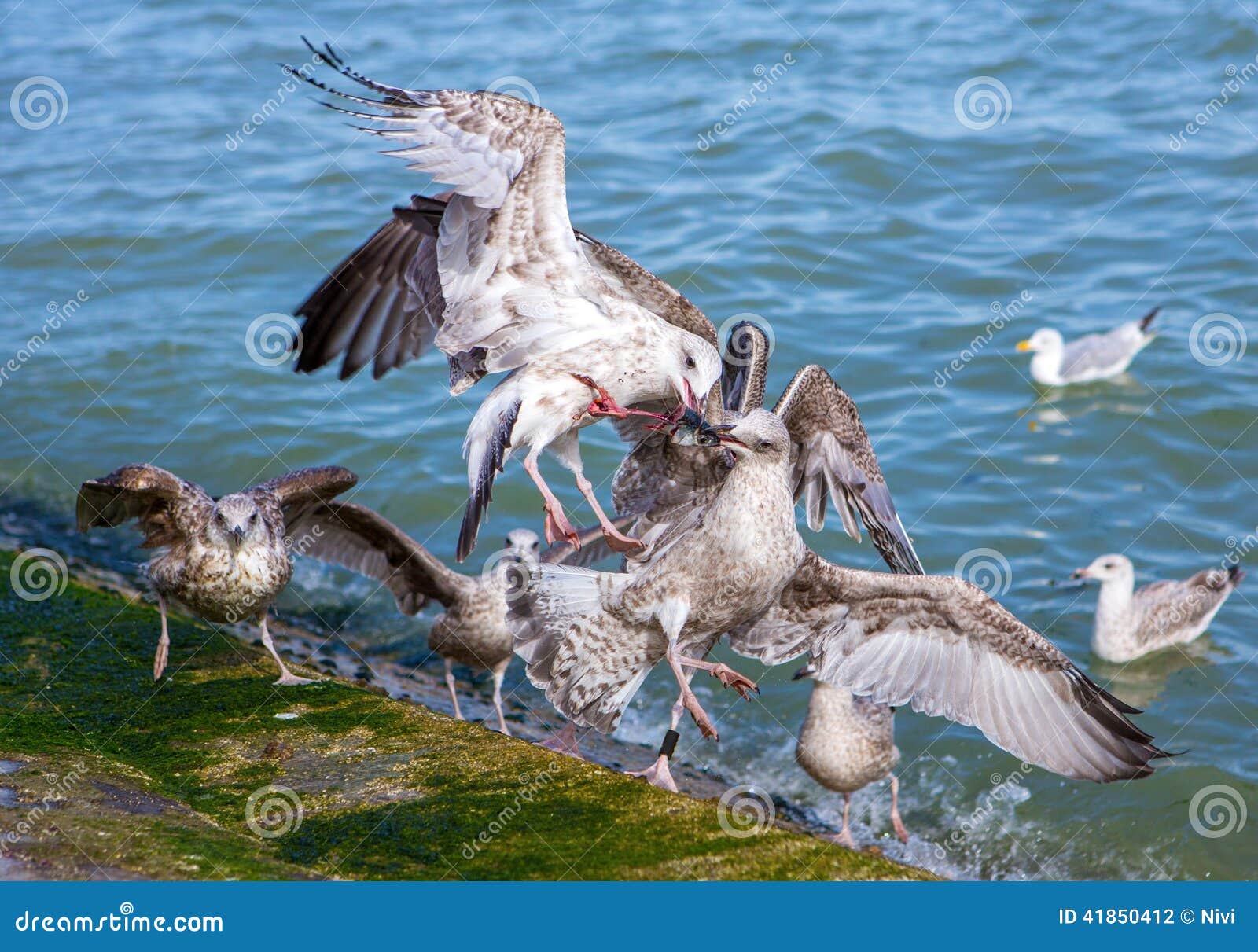 Feeding seagulls stock photo. Image of greedy, flapping - 41850412