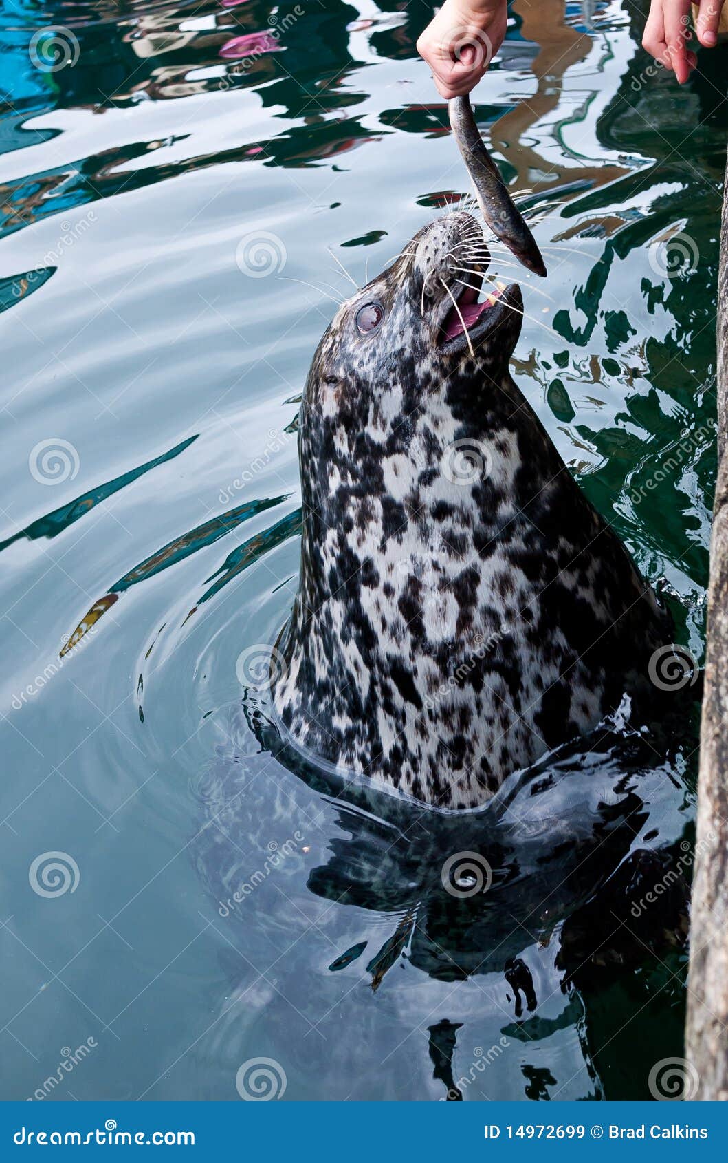 Feeding seal stock image. Image of feed, wharf, hungry - 14972699
