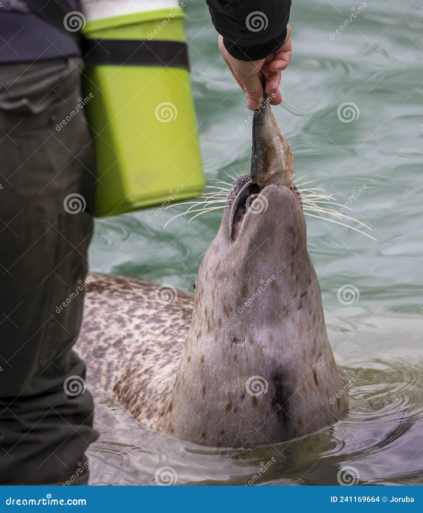 Feeding seal with fish stock photo. Image of marine - 241169664