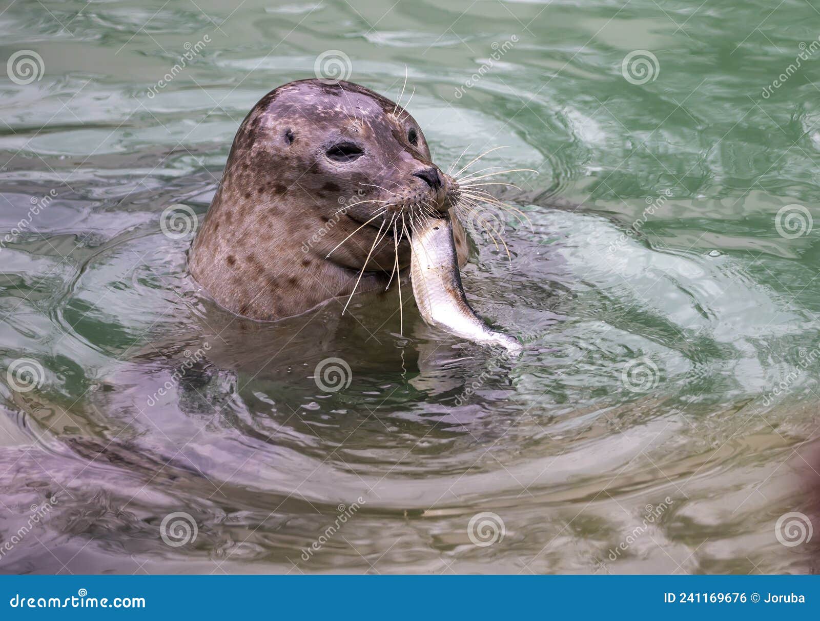 Feeding seal with fish stock photo. Image of people - 241169676