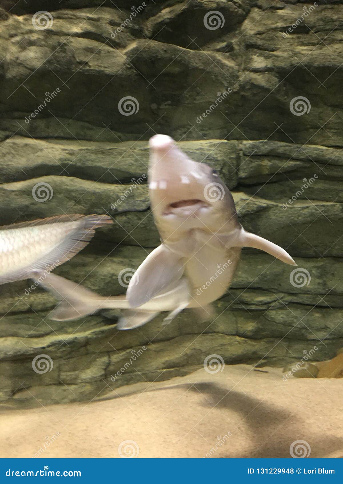 Feeding sharks stock photo. Image of sharks, display - 131229948