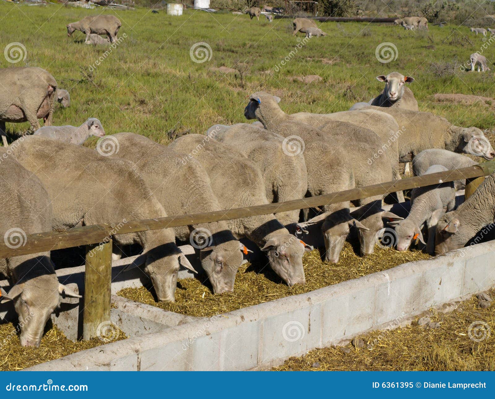 Feeding Sheep stock image. Image of agriculture, lamb - 6361395
