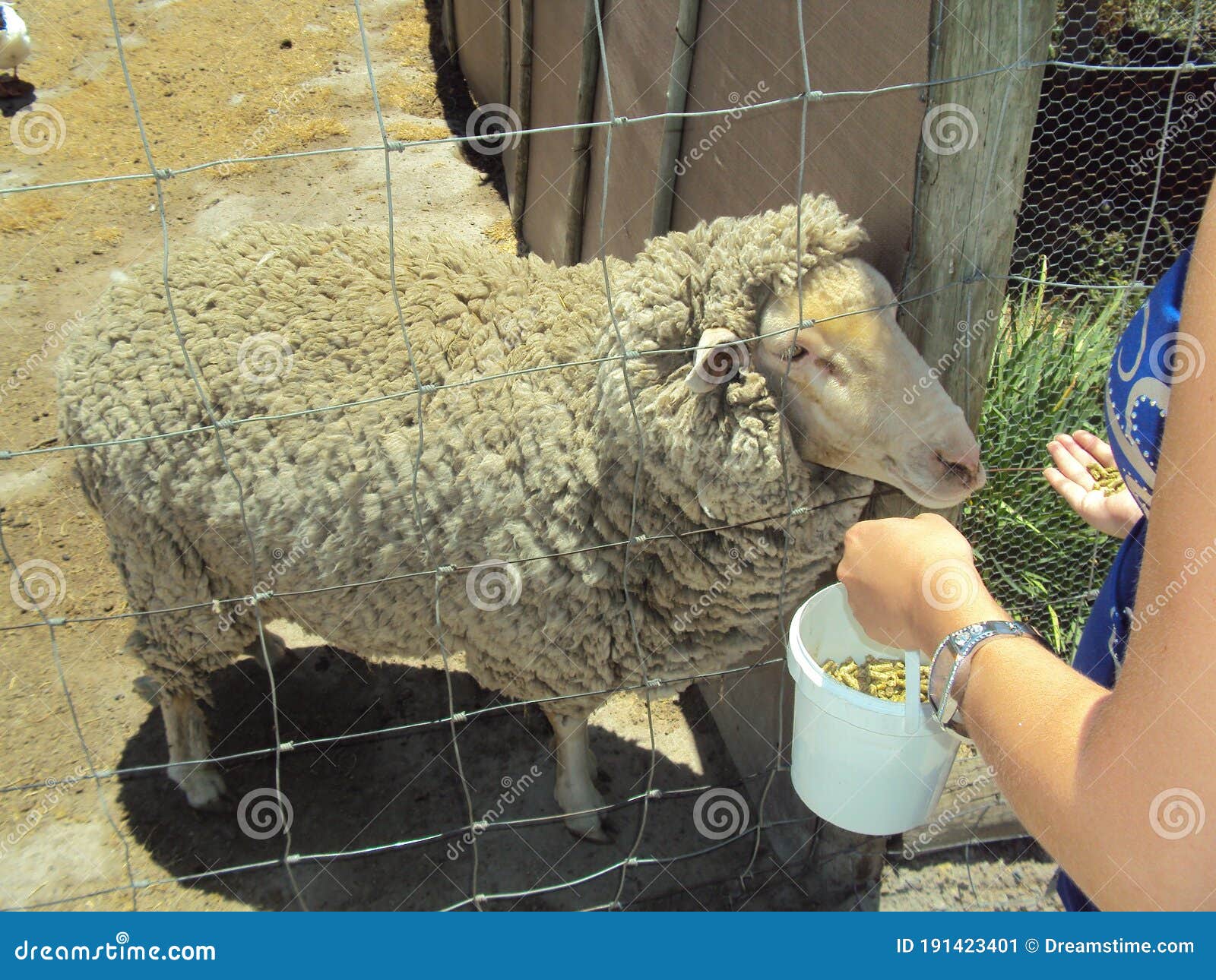 Feeding the sheep stock image. Image of herd, mammal - 191423401