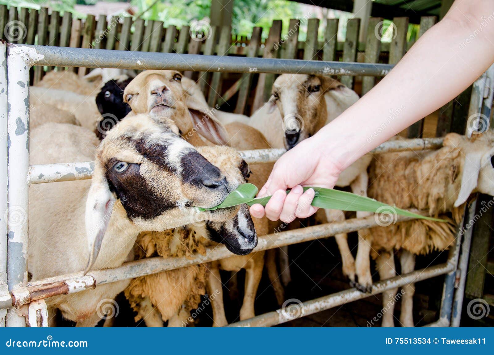 Feeding Sheep with Grass in the Sheep Farm Stock Photo - Image of ...