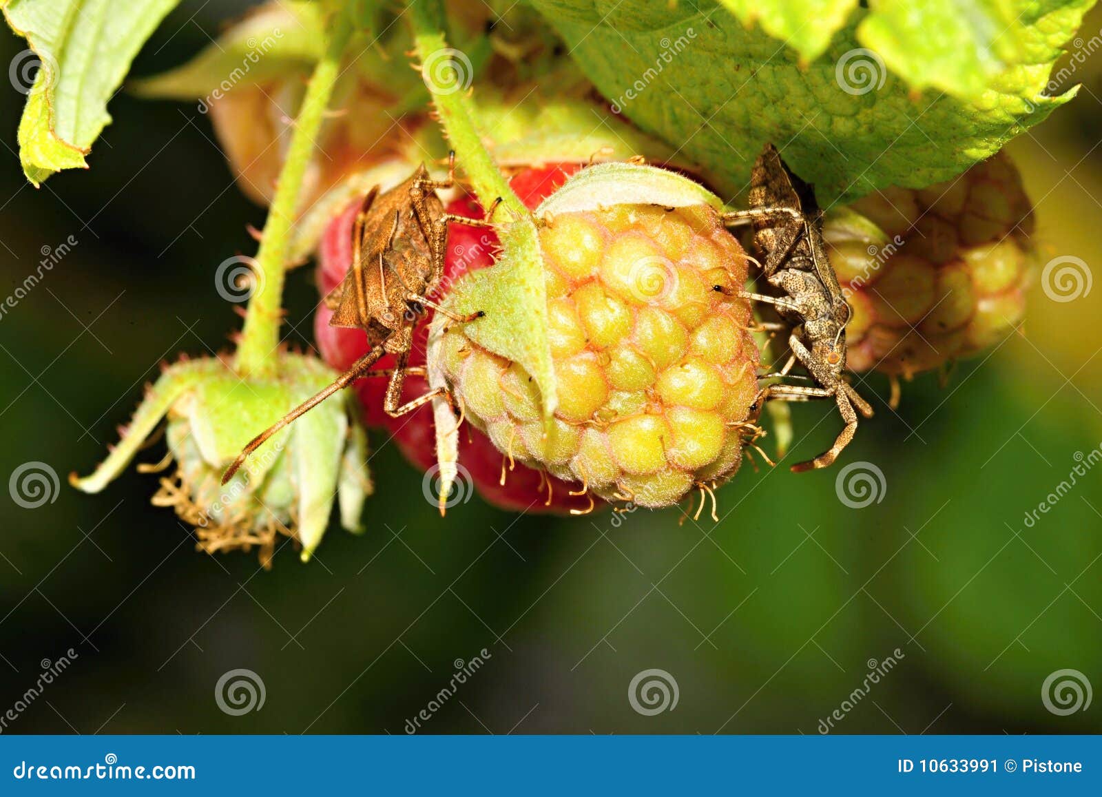 Feeding Shield-Bugs on Rasberries Stock Image - Image of brown, berries ...