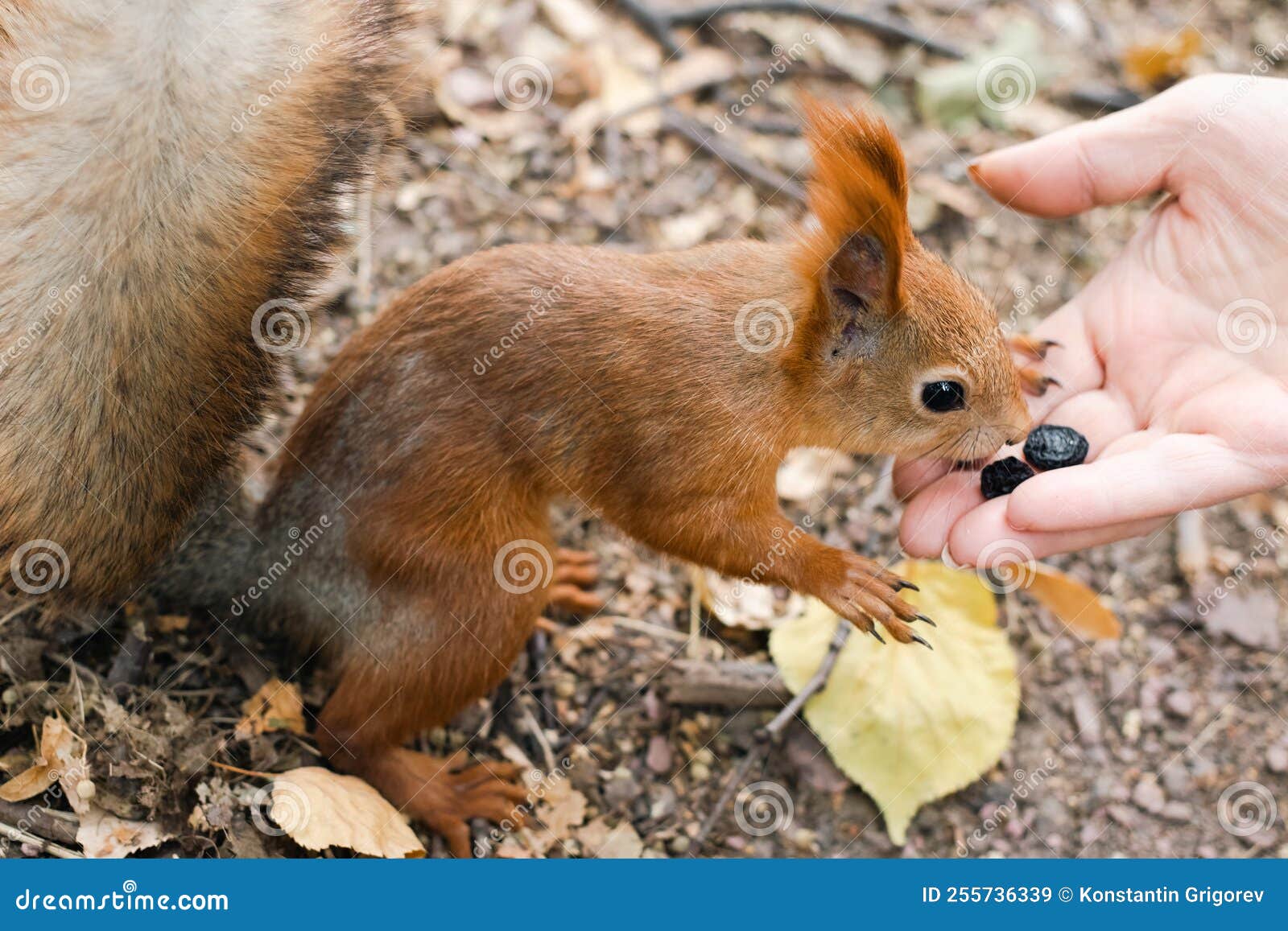 Feeding Small Squirrel from Hand. Taking Care of Wildlife and Animals ...