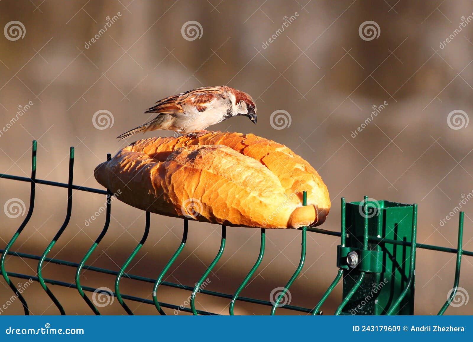 Feeding Sparrows with a Loaf of Bread at Winter Time Stock Image ...
