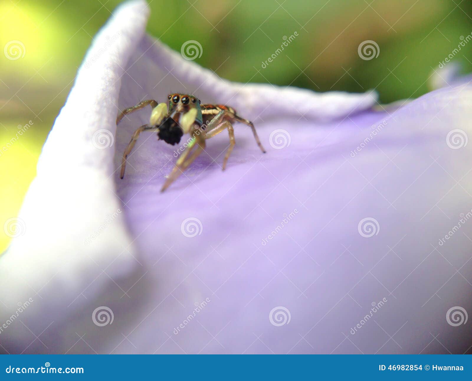 Feeding spider stock photo. Image of feeding, garden - 46982854