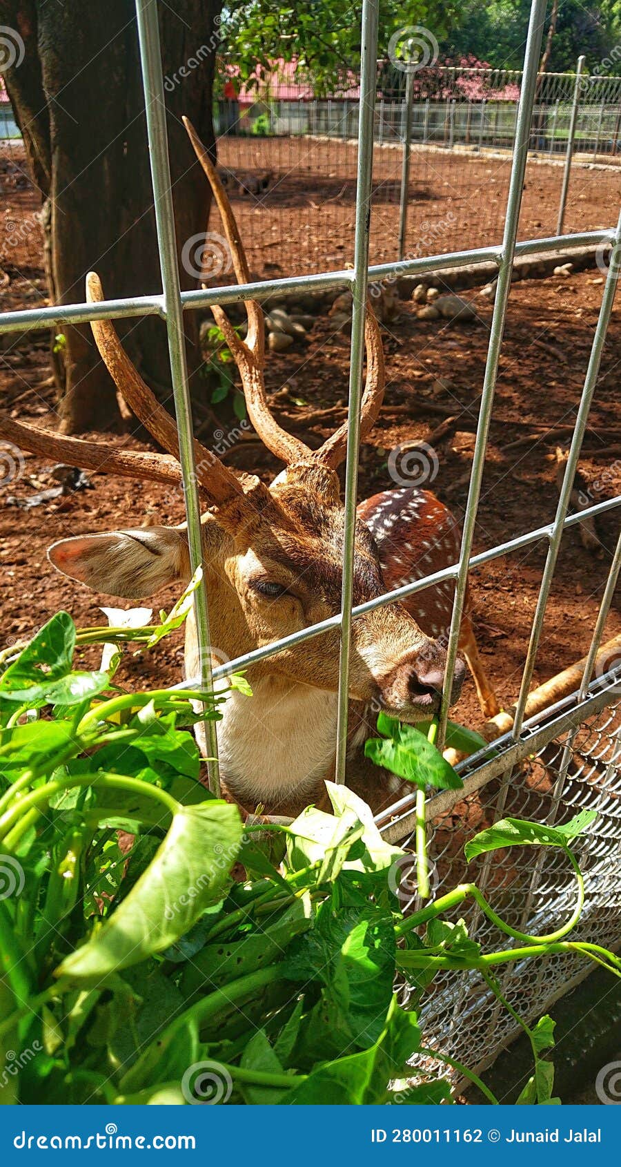 Feeding Spotted Deer with Fresh and Healthy Green Vegetables Stock ...