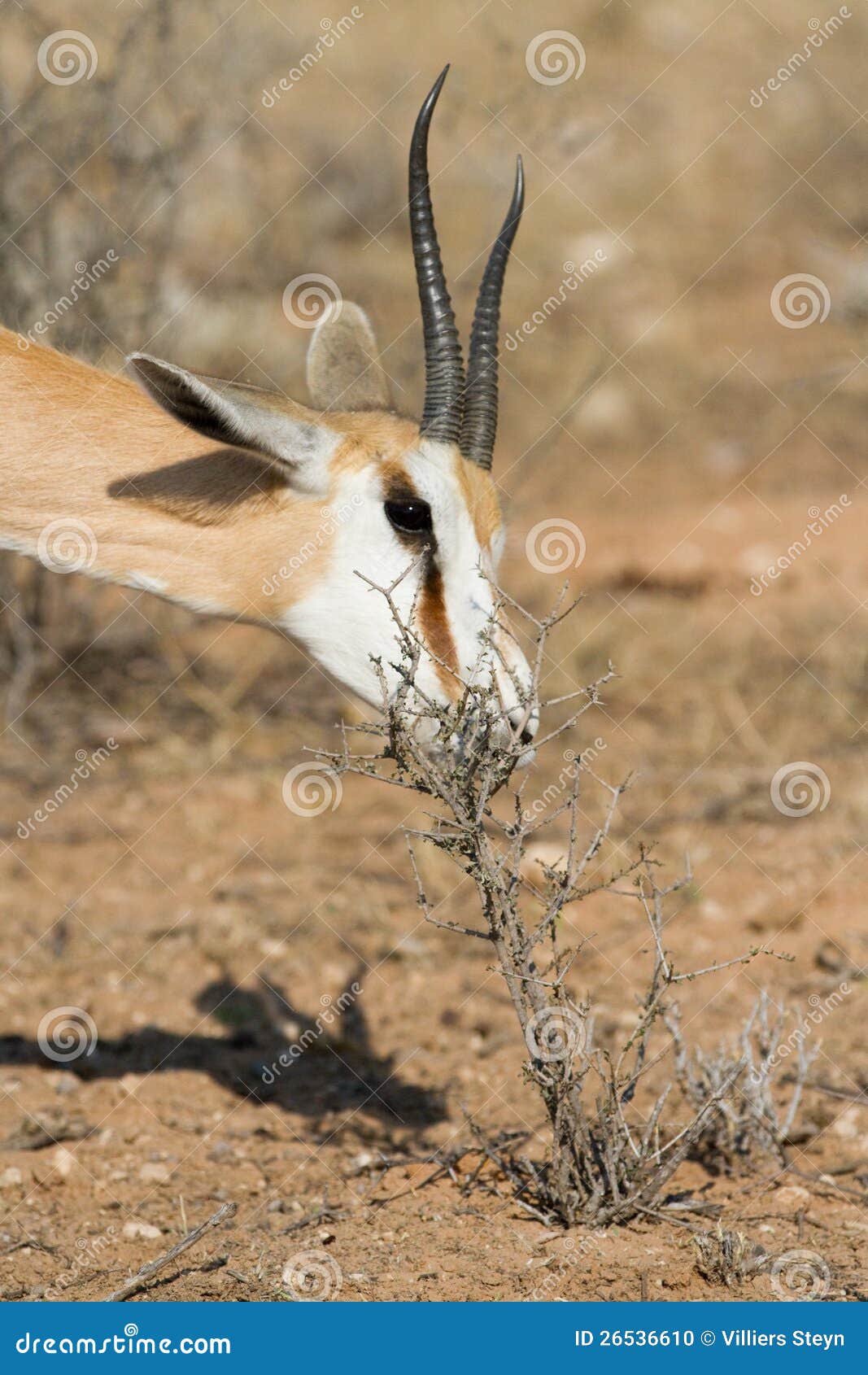 Feeding springbok stock photo. Image of bush, kalahari - 26536610