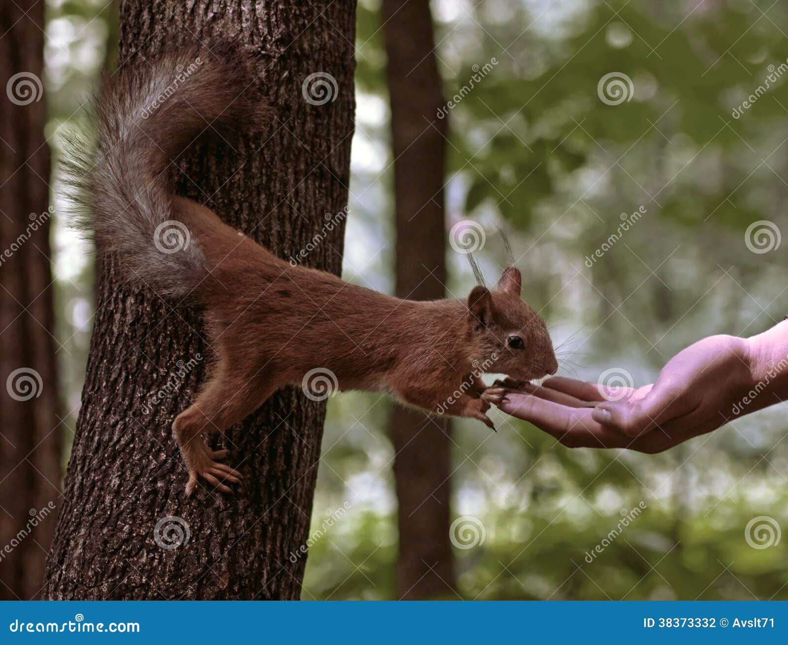 Feeding of the squirrel stock photo. Image of kindness - 38373332