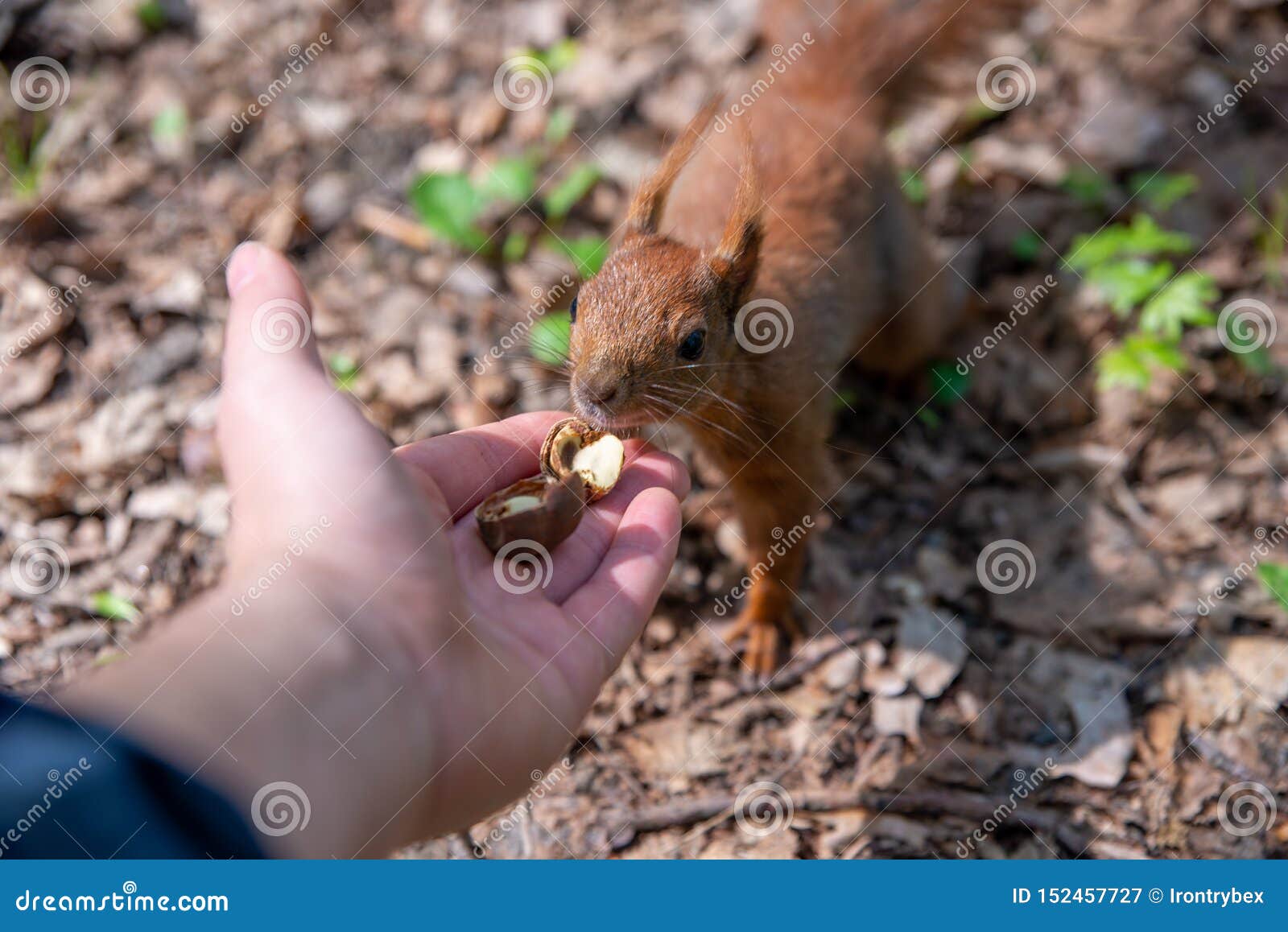 Feeding a Squirrel, Close Up on Hand Stock Image - Image of baby, hair ...