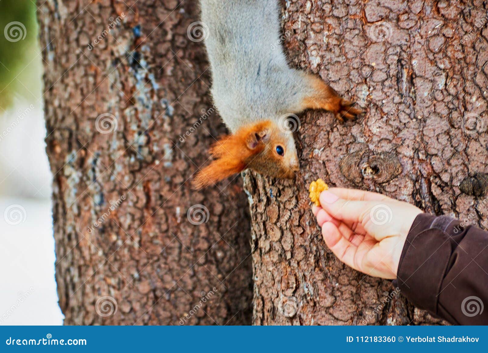 Feeding squirrels by hand. stock photo. Image of mammal - 112183360