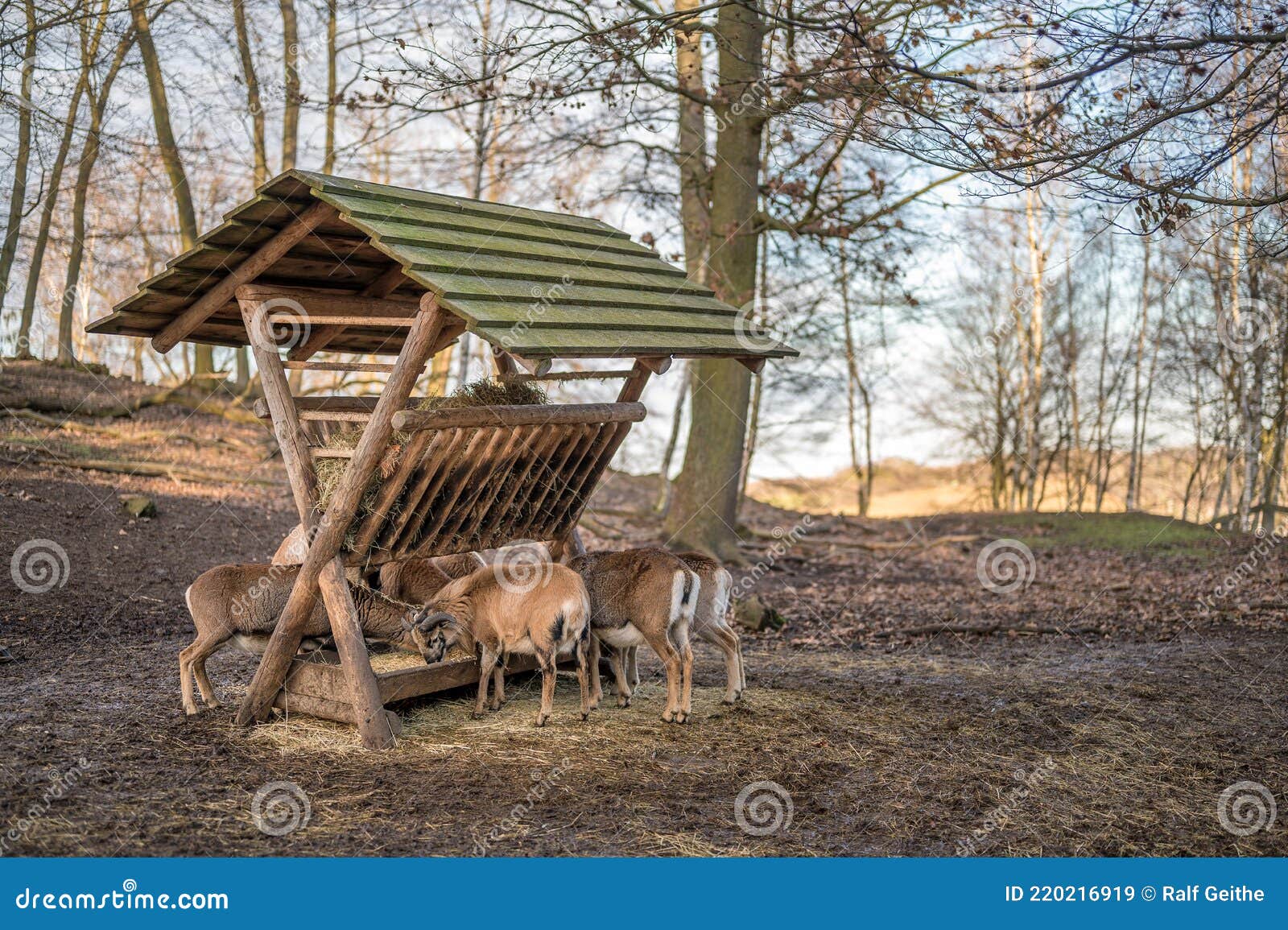 Fallow Deer Eats at a Feed Crib in the Forest Filled with Feed Stock ...