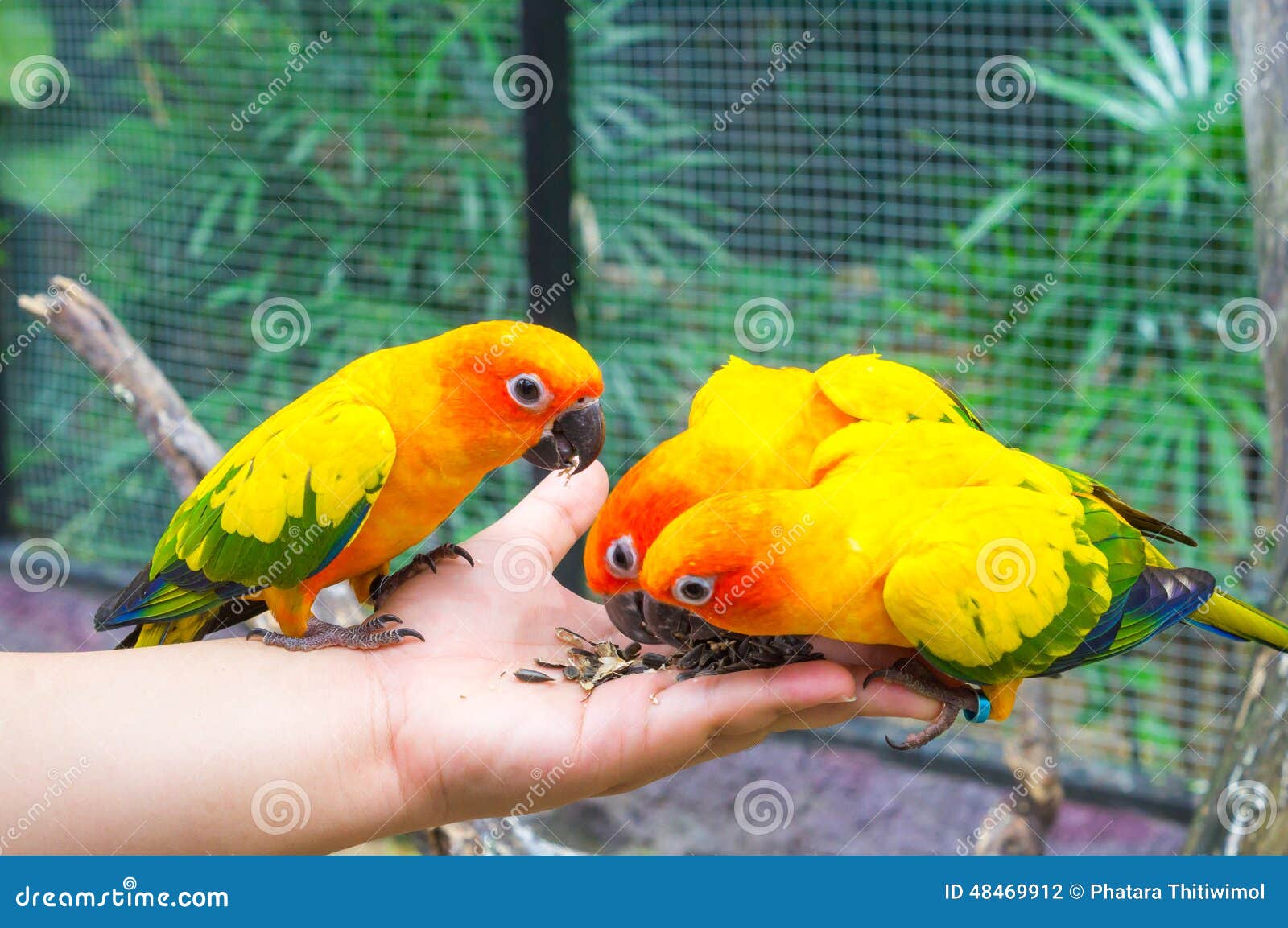 Feeding Sun Conure Birds stock photo. Image of lips, eyes - 48469912