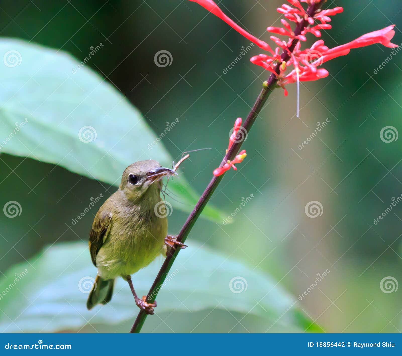 Feeding sunbird stock photo. Image of olive, green, wildlife - 18856442