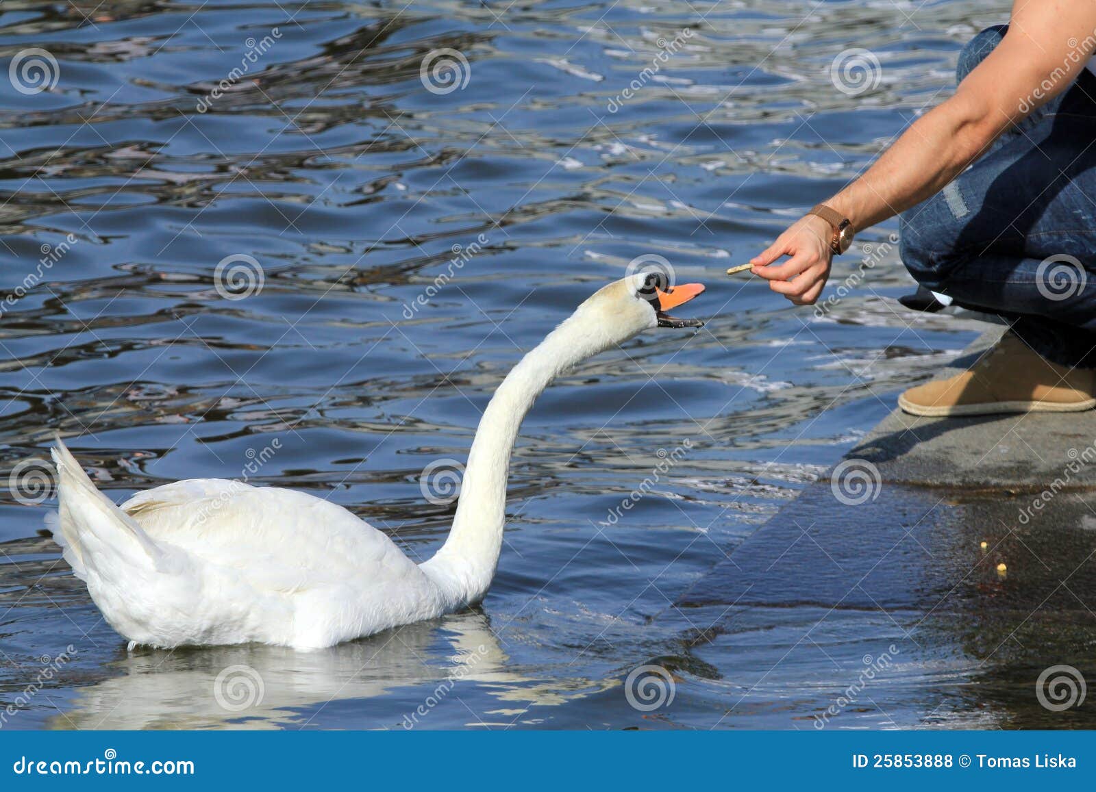 Feeding swan stock photo. Image of human, water, white - 25853888