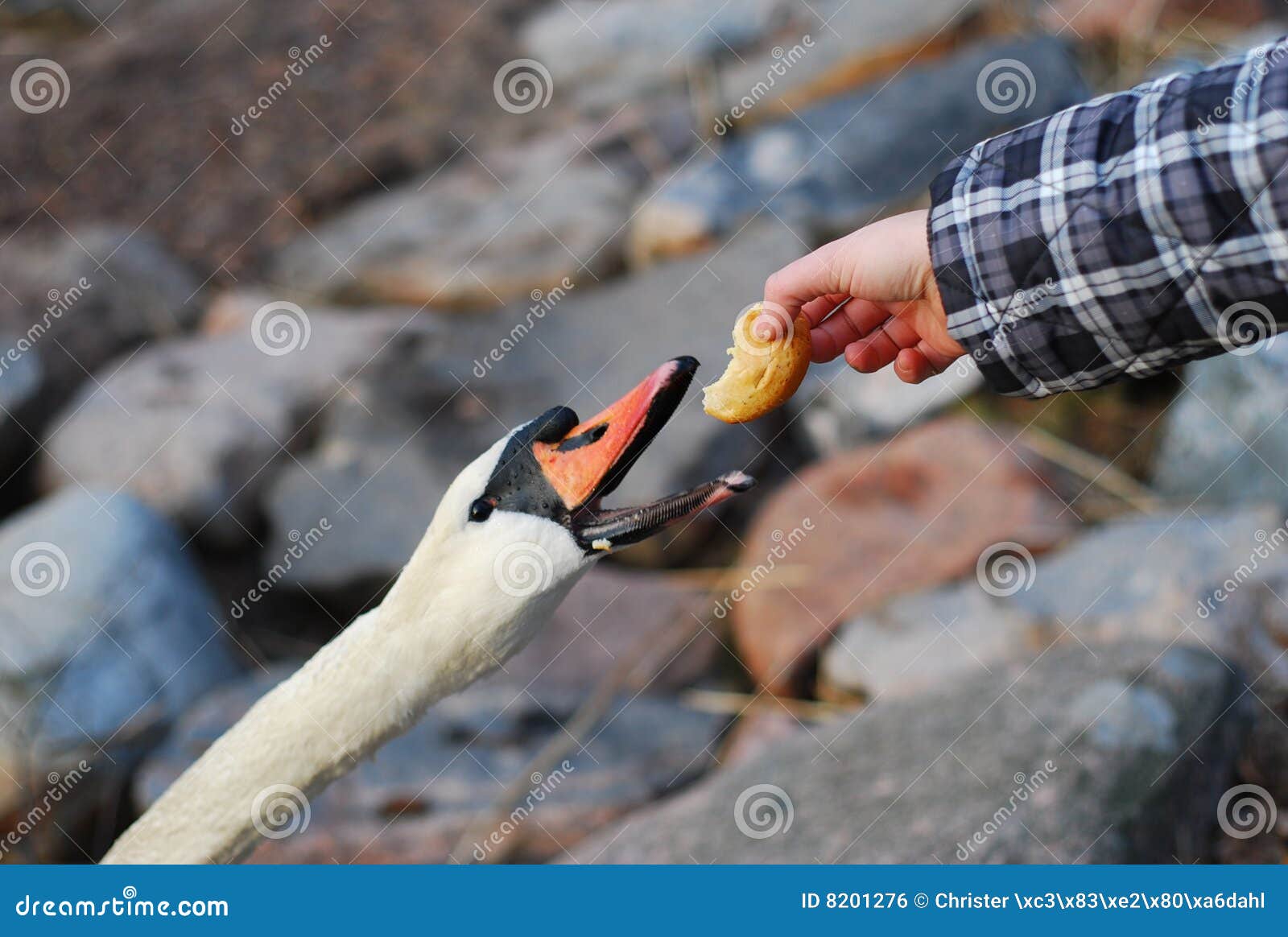 Feeding the swan stock photo. Image of swan, bird, food - 8201276