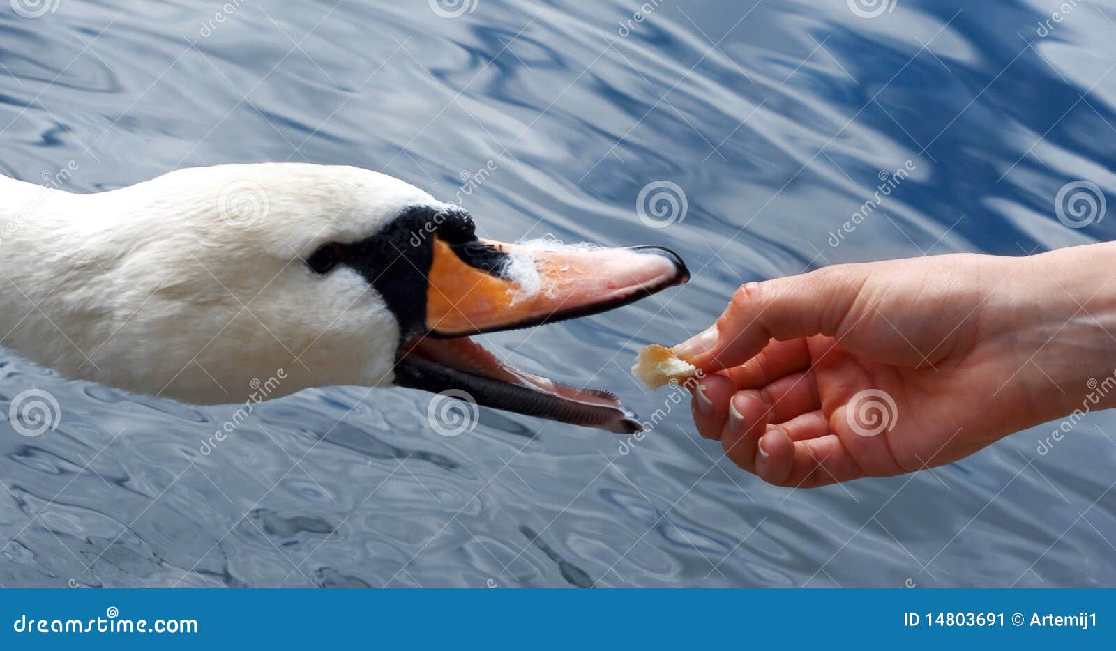 Feeding swans stock image. Image of white, landscape - 14803691