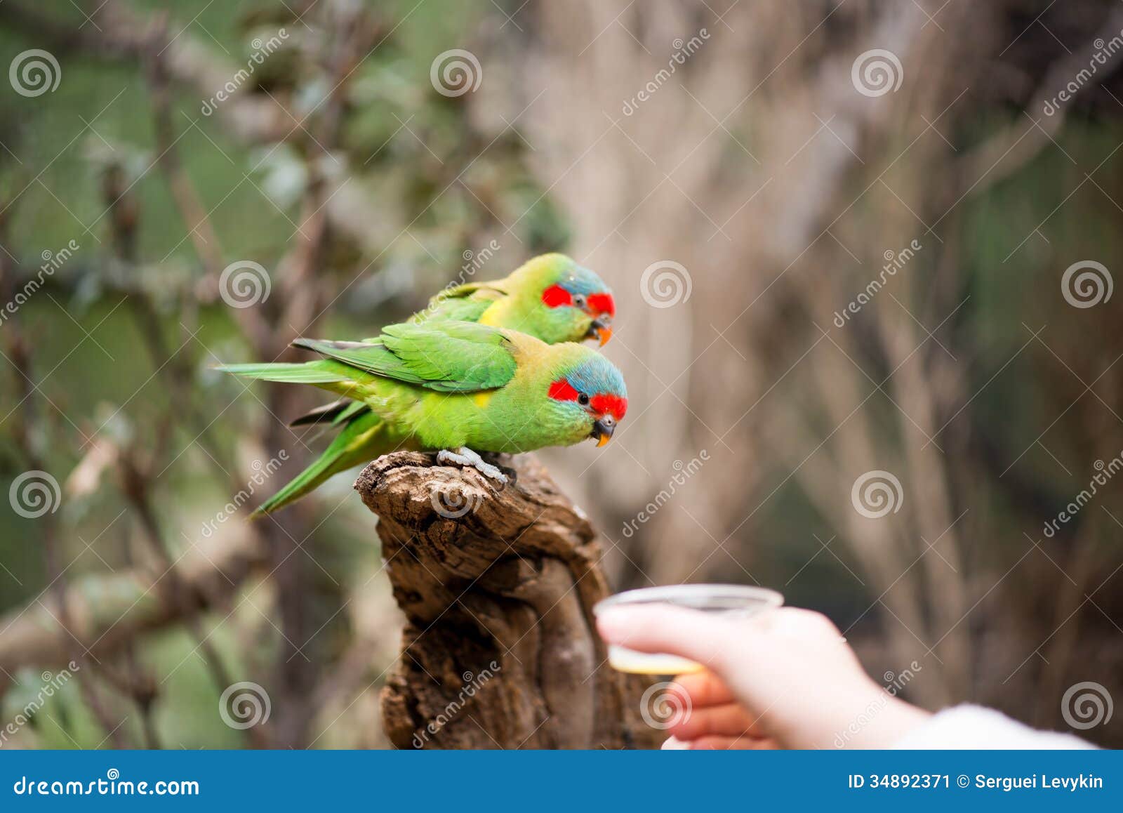 Feeding swift parrots stock image. Image of eating, feeding - 34892371