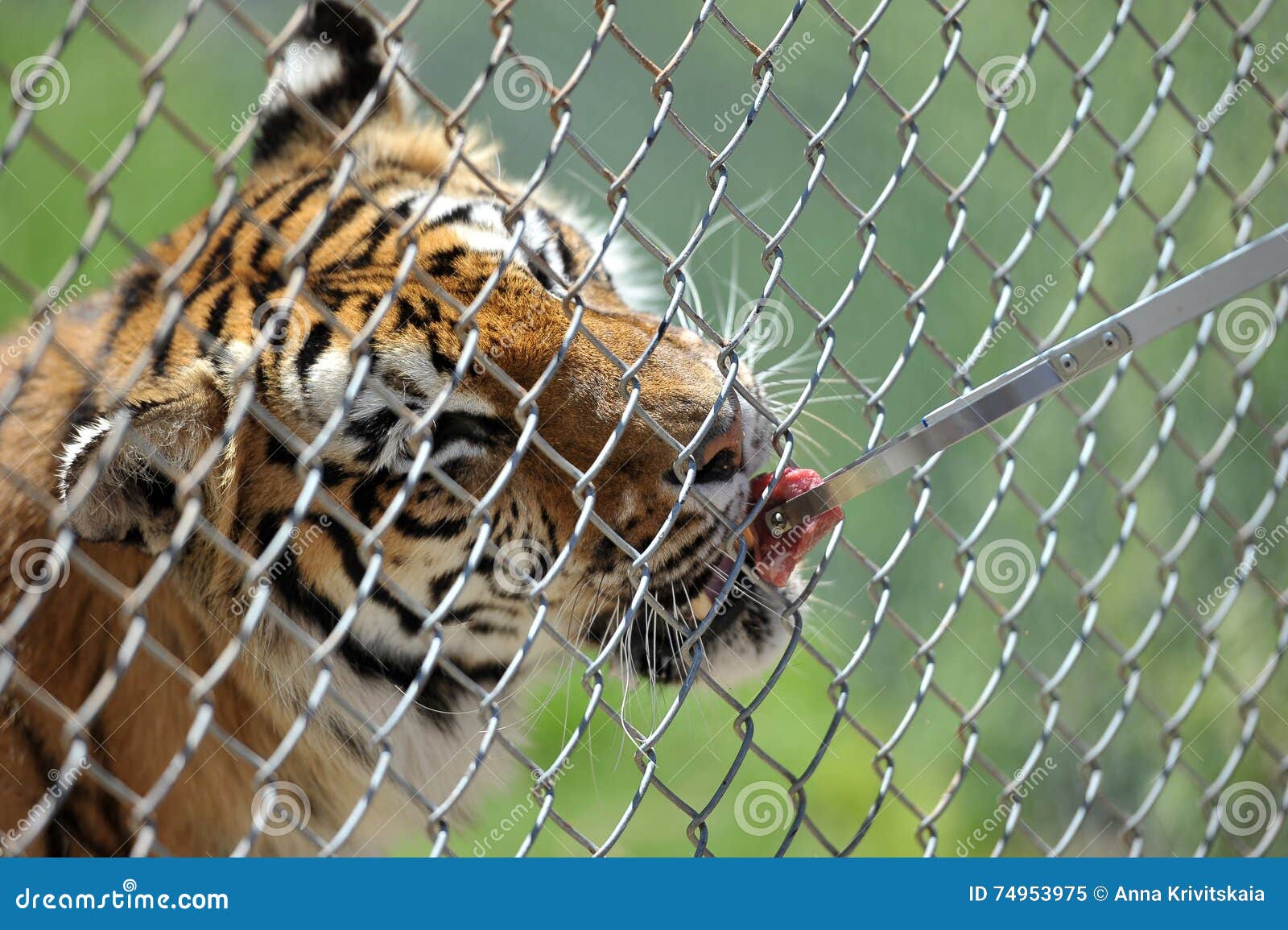 Feeding the tiger stock image. Image of festival, daytime - 74953975