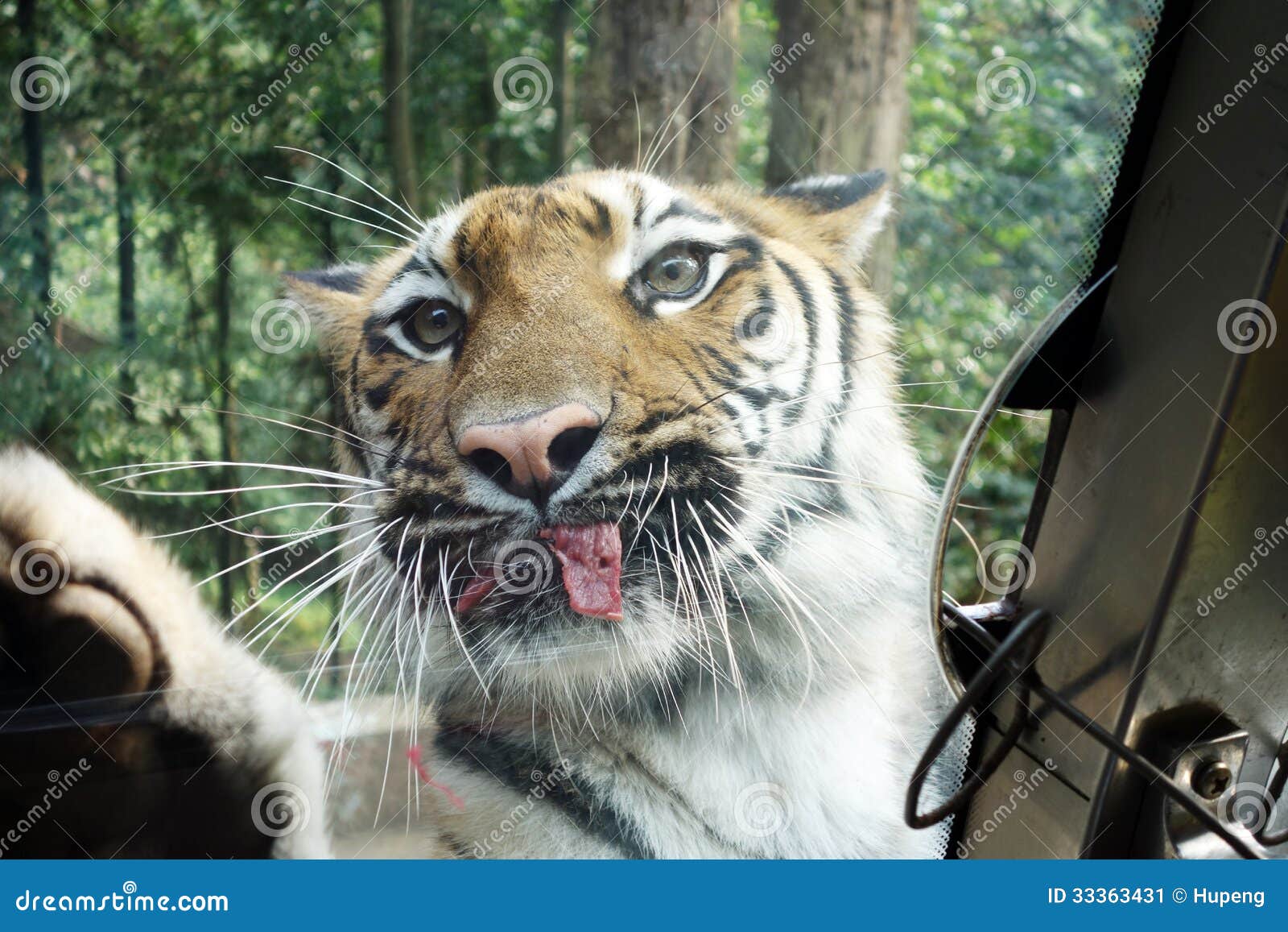 Feeding tiger stock image. Image of full, creature, head - 33363431