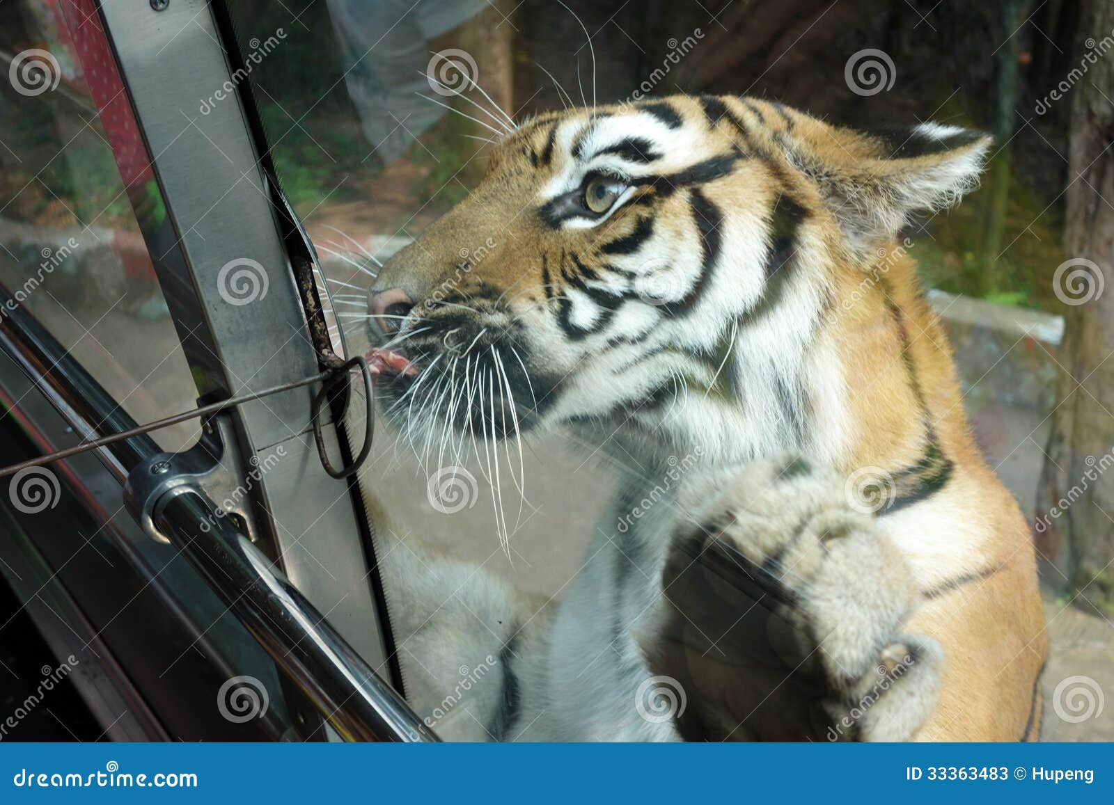 Feeding tiger stock image. Image of creature, adult, fast - 33363483
