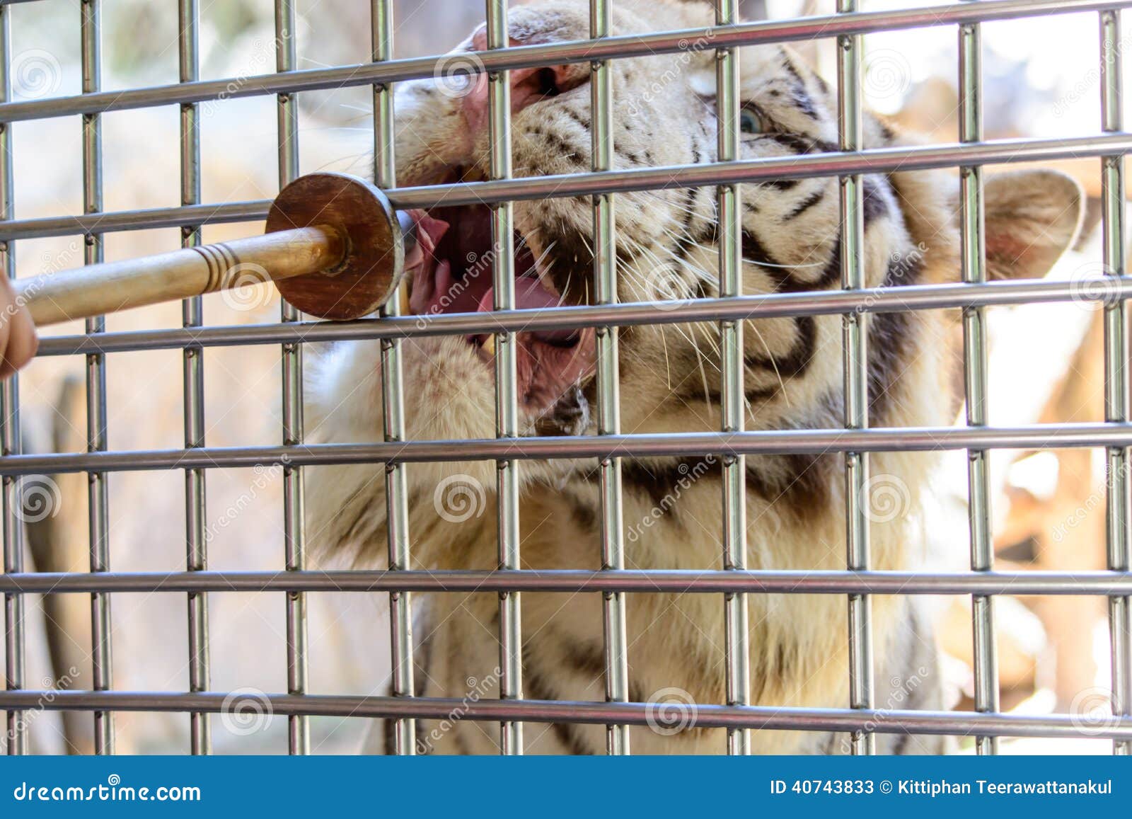 Feeding tiger stock image. Image of relaxation, large - 40743833