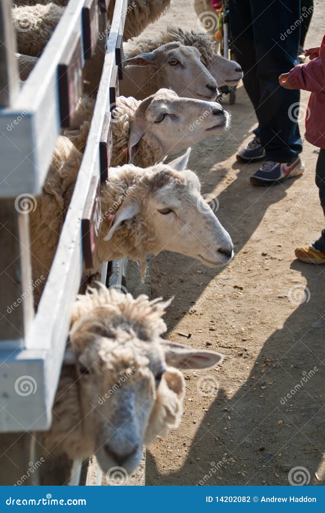 Feeding time stock photo. Image of sheep, child, faces - 14202082