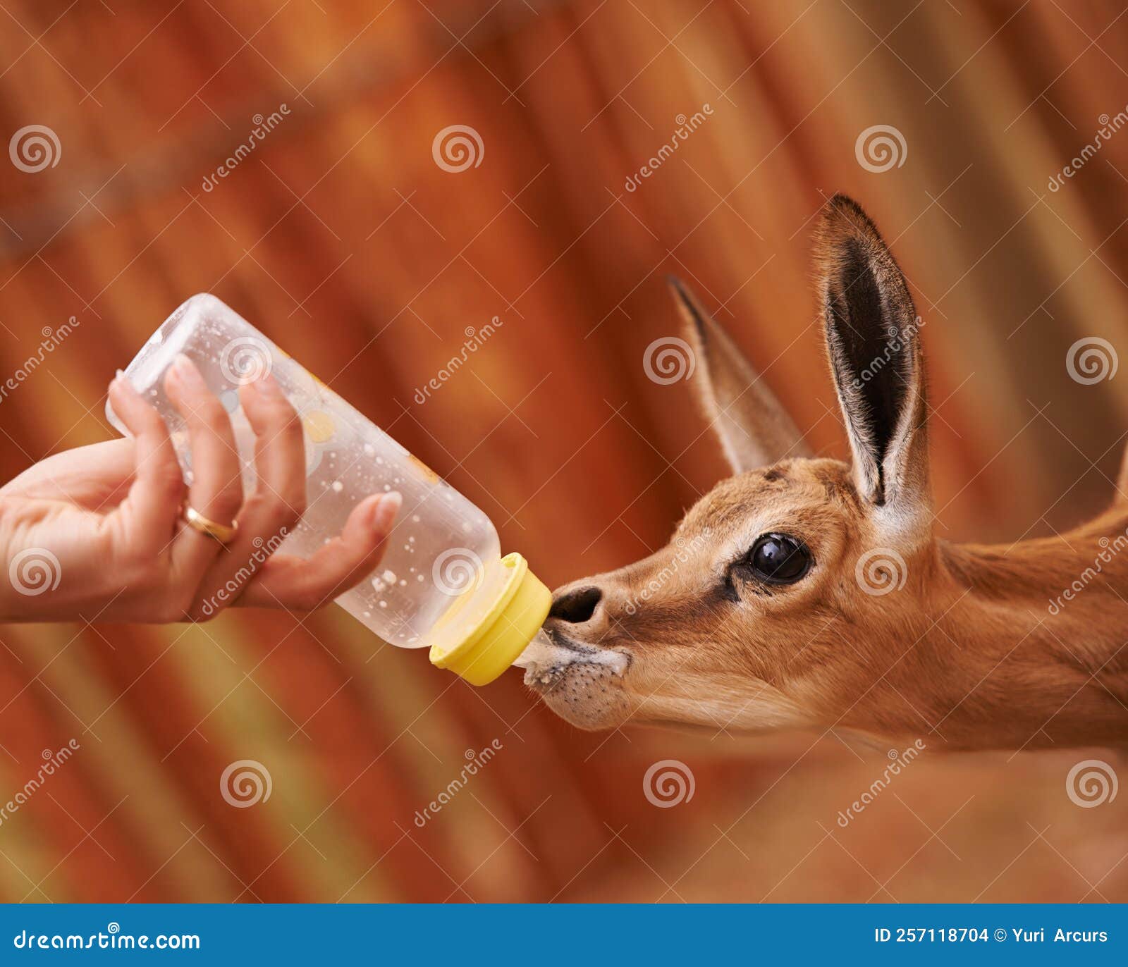 Feeding Time. Cropped View of a Baby Springbok Being Bottle-fed. Stock ...