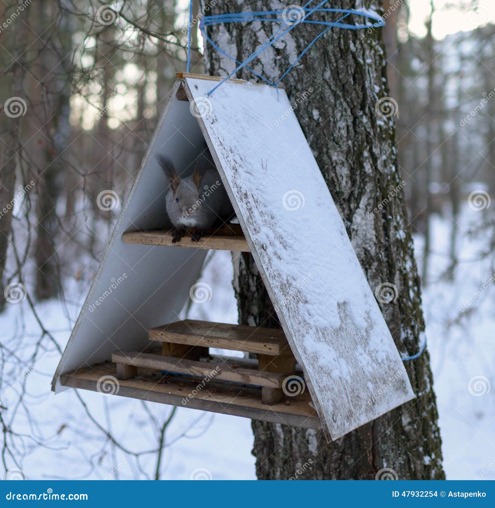 A Feeding Trough for Animals Stock Photo - Image of rodent, eating ...