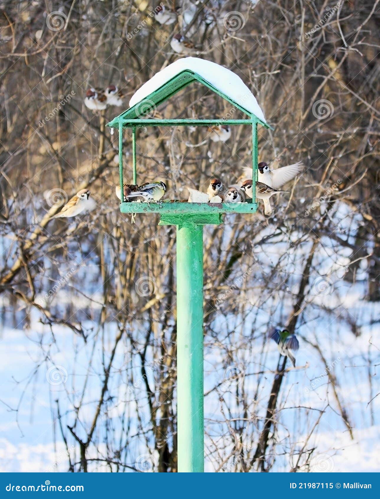 Feeding Trough for the Birds Stock Image - Image of house, nature: 21987115