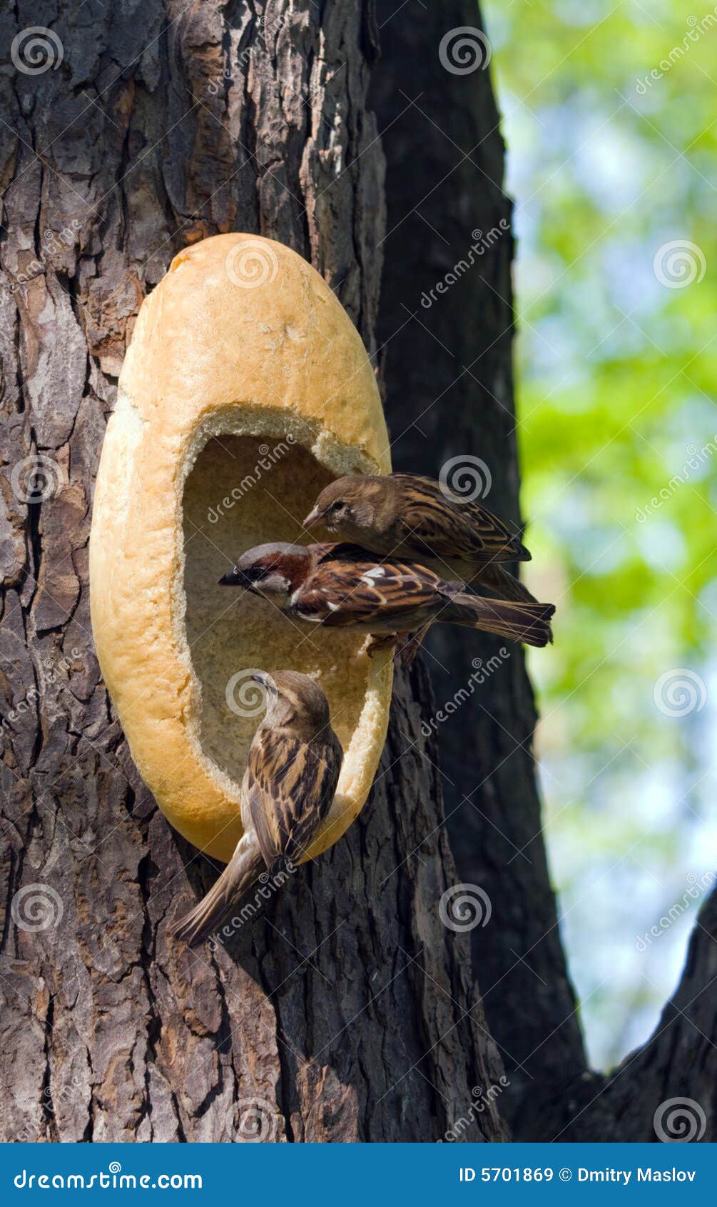 Feeding trough for birds stock image. Image of care, tree - 5701869