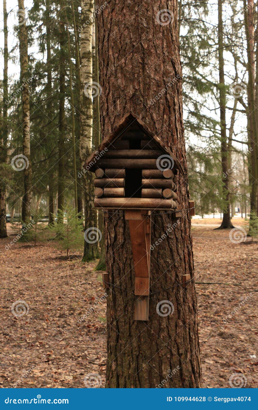 Feeding trough for birds stock photo. Image of beauty - 109944628