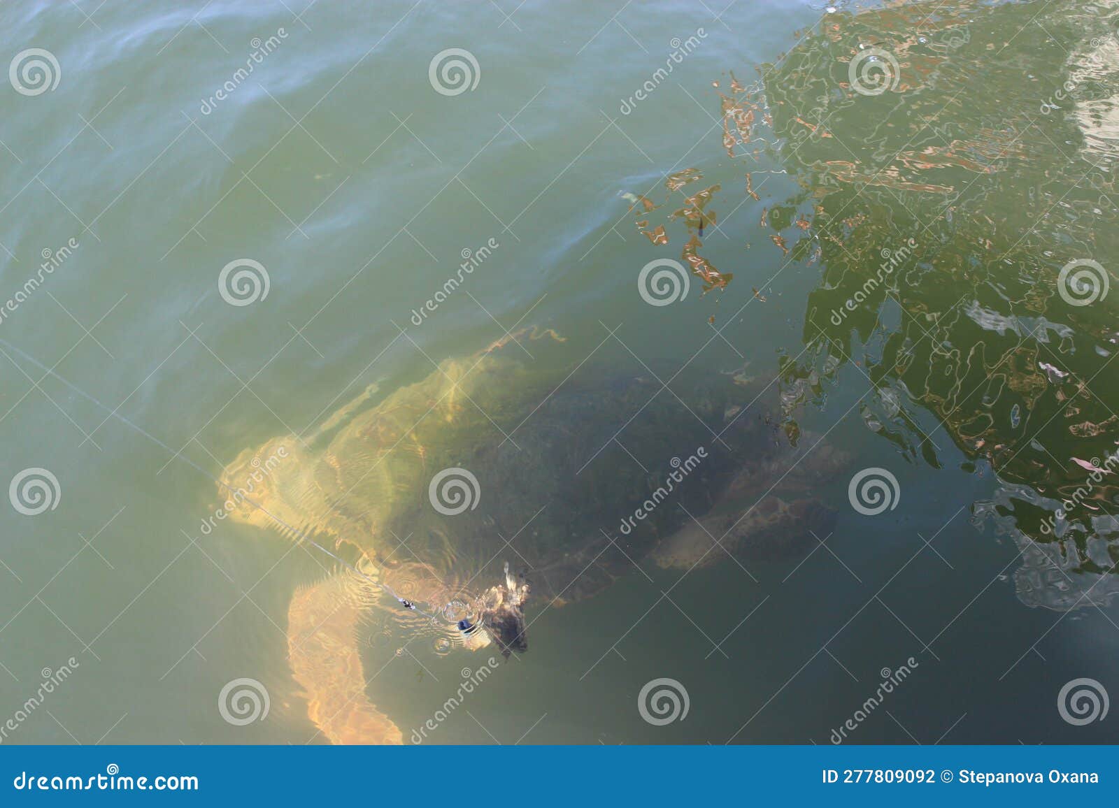 The Feeding the Turkish River Turtle Stock Photo - Image of turtle ...