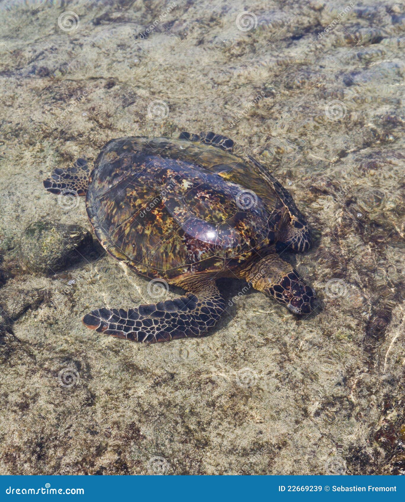 Juvenile Turtle Curiosity Stock Photo | CartoonDealer.com #31677522