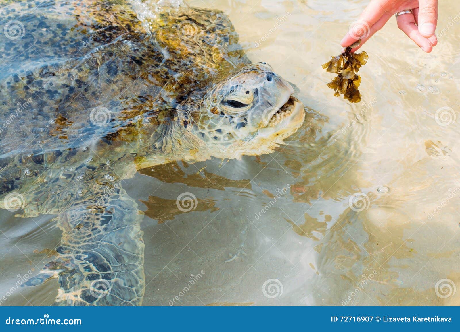 Turtle With Algae Growing On Shell Stock Photo | CartoonDealer.com ...