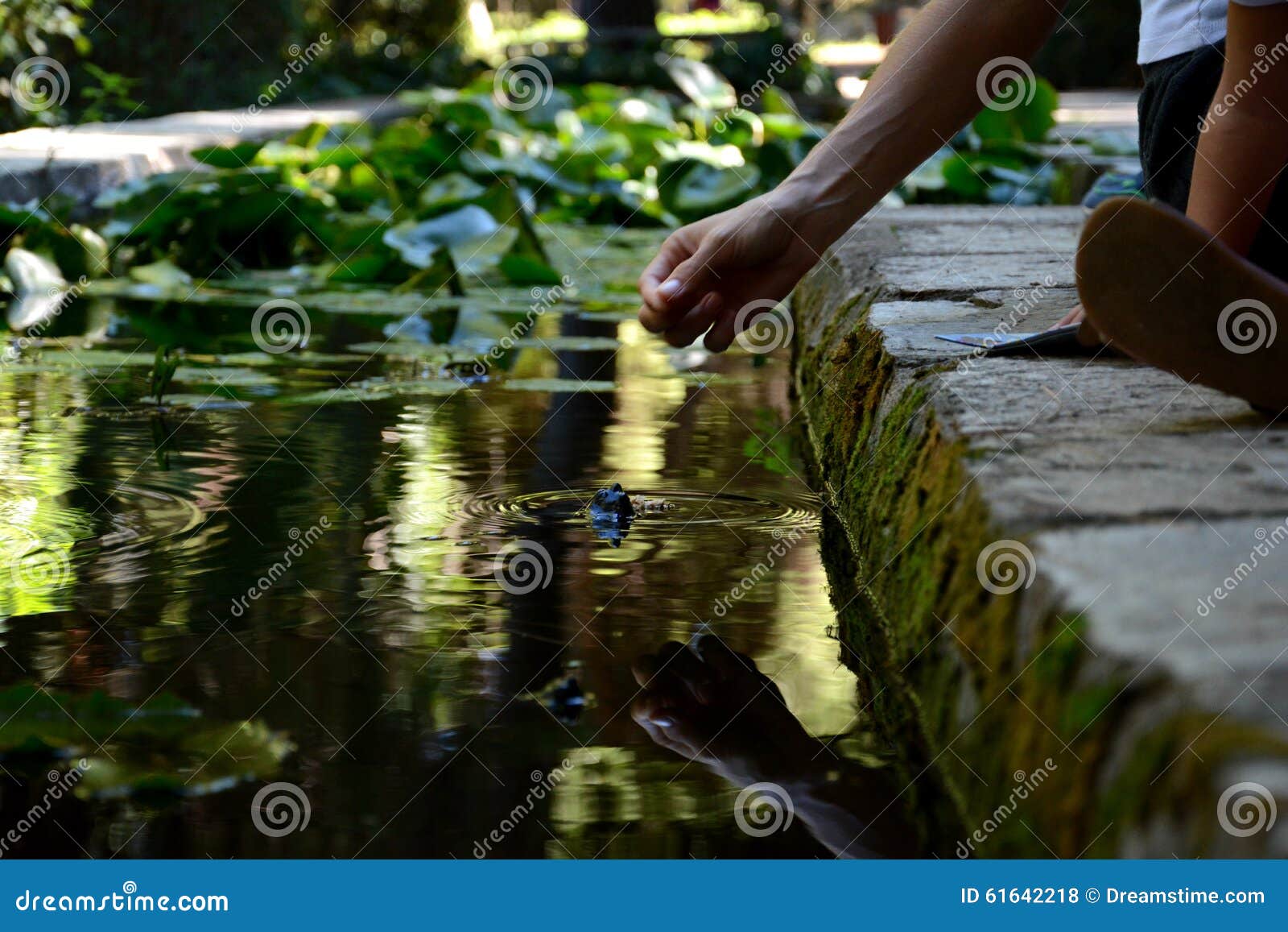 Feeding a turtle stock photo. Image of green, reflection - 61642218