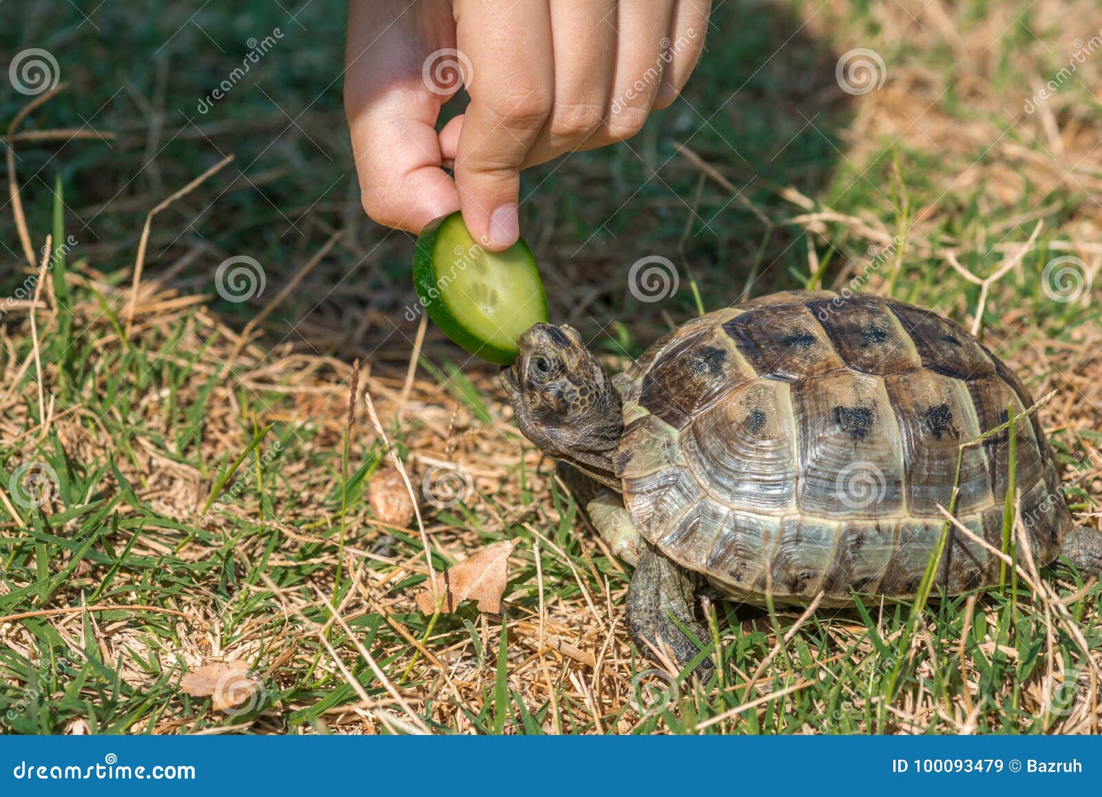 Feeding the turtle stock image. Image of activity, protection - 100093479