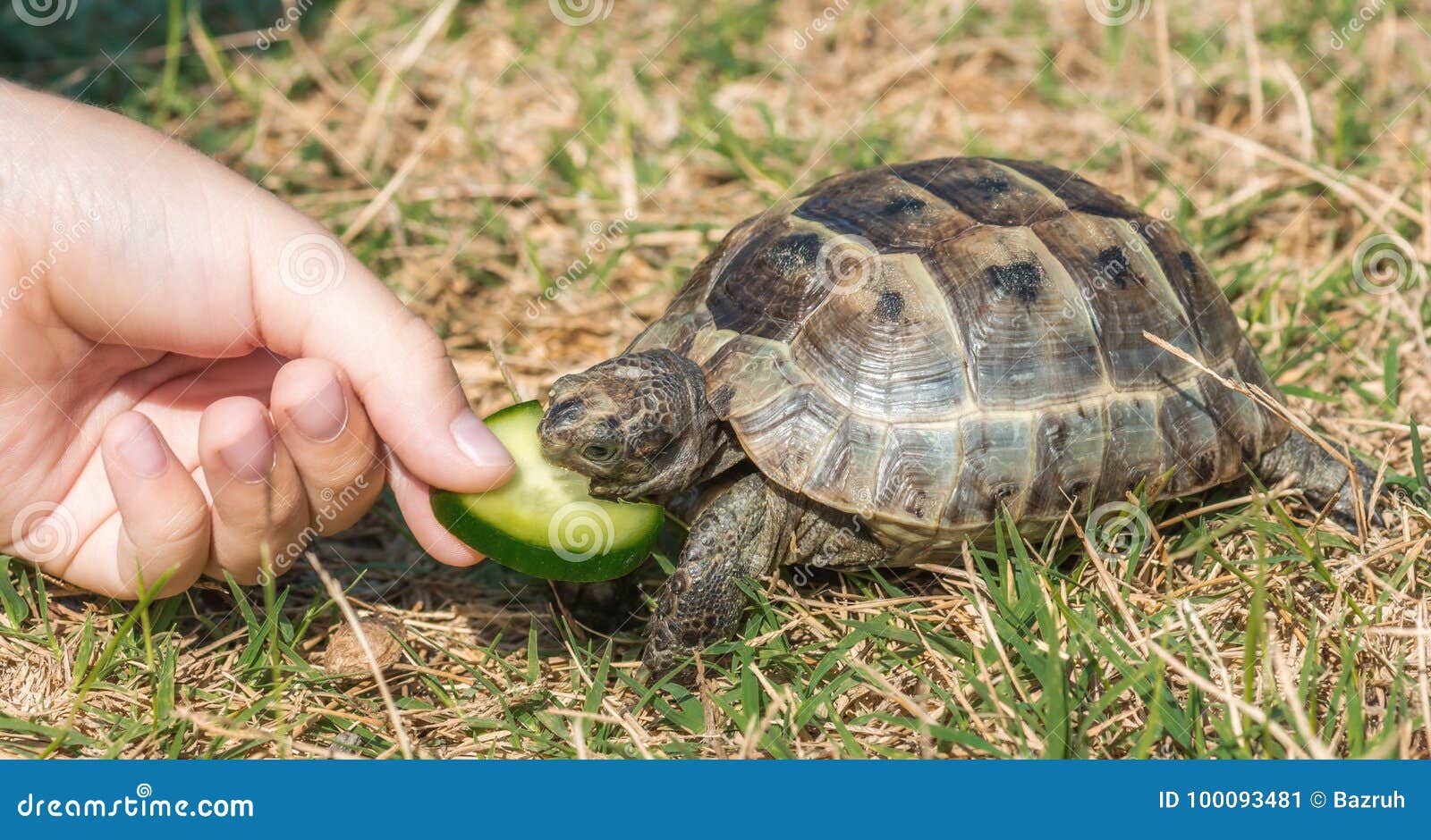 Feeding the turtle stock image. Image of food, head - 100093481