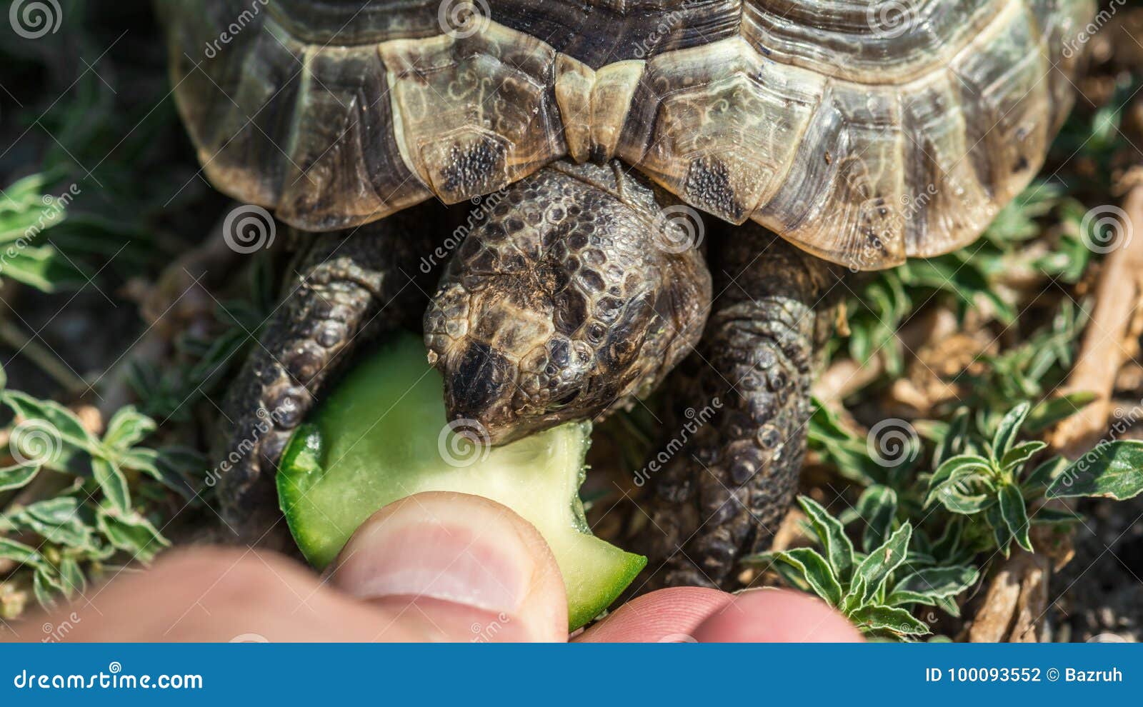 Feeding the turtle stock photo. Image of head, giant - 100093552