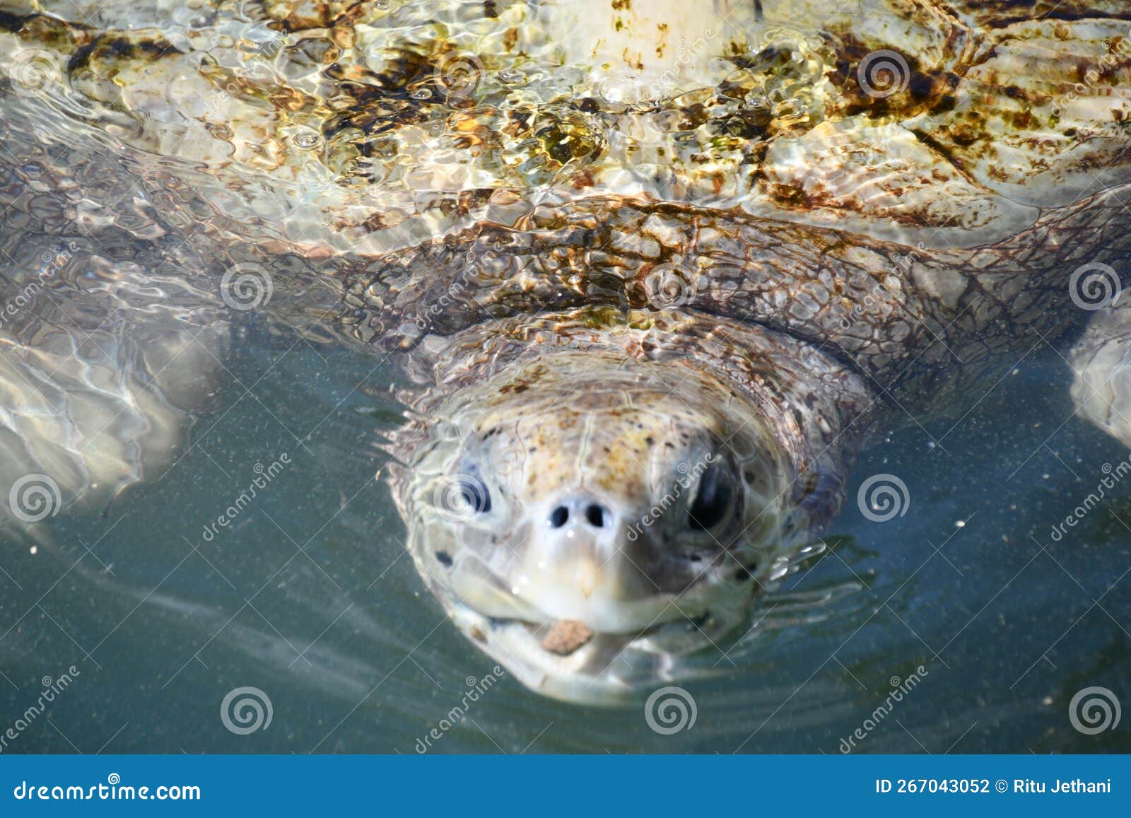 Feeding Turtle in Water stock photo. Image of grand - 267043052