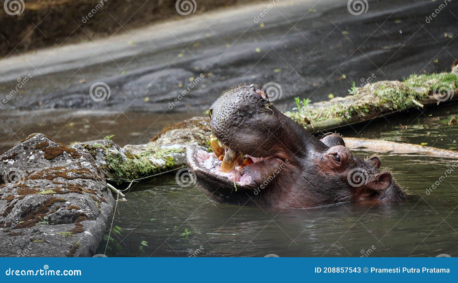 Feeding Vegetables for Wallowed Hippos Stock Image - Image of cute ...