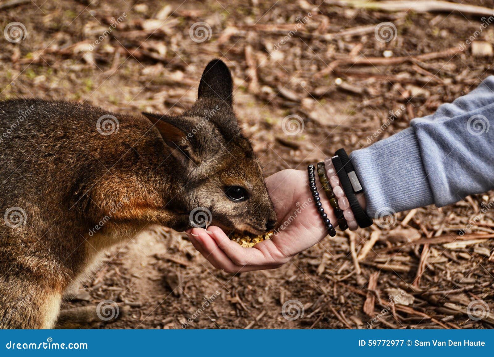 Feeding a Wallaby / Kangaroo Stock Image - Image of feeding, aussie ...