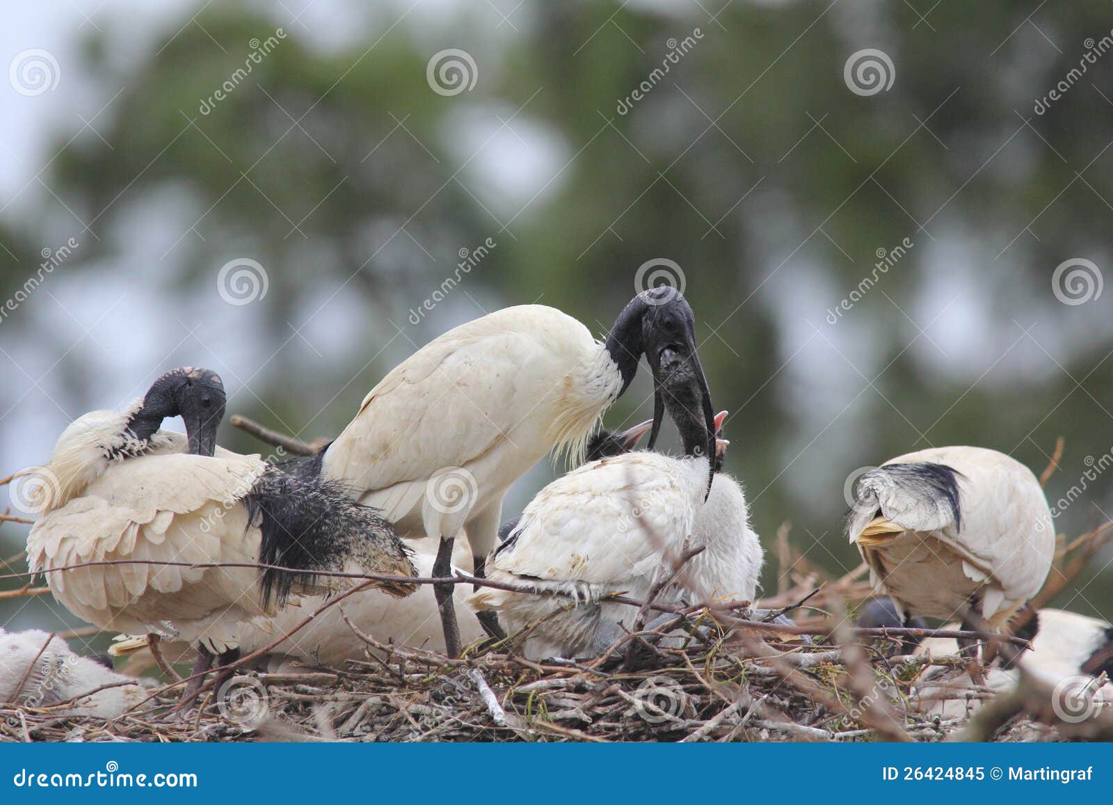 Australian White Ibis Juvenile Feeding Stock Image - Image of habitat ...