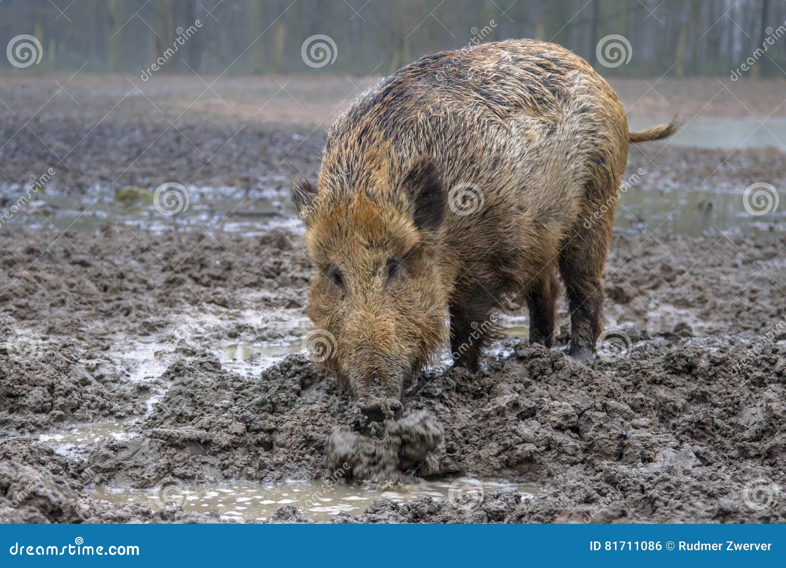 Feeding Wild Boar stock photo. Image of hunted, boar - 81711086