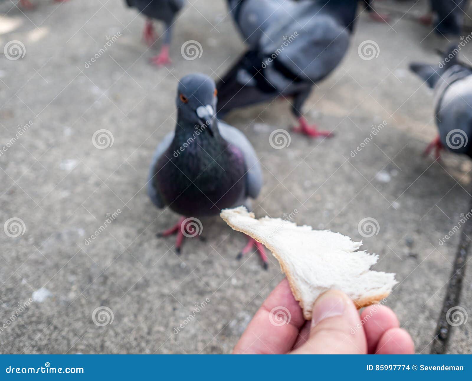 Feeding wild dove. stock photo. Image of park, creature - 85997774