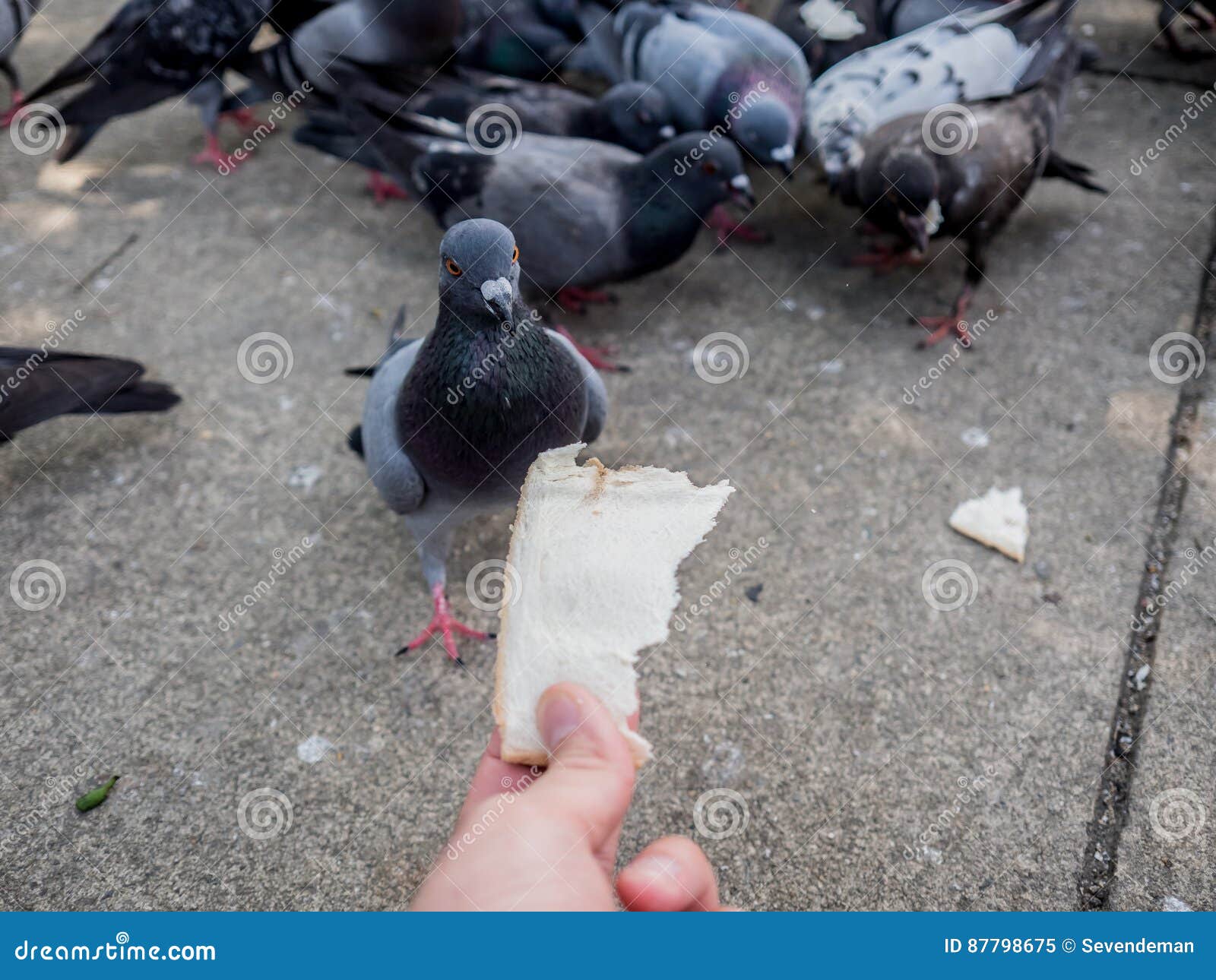 Feeding wild dove. stock image. Image of feed, food, street - 87798675