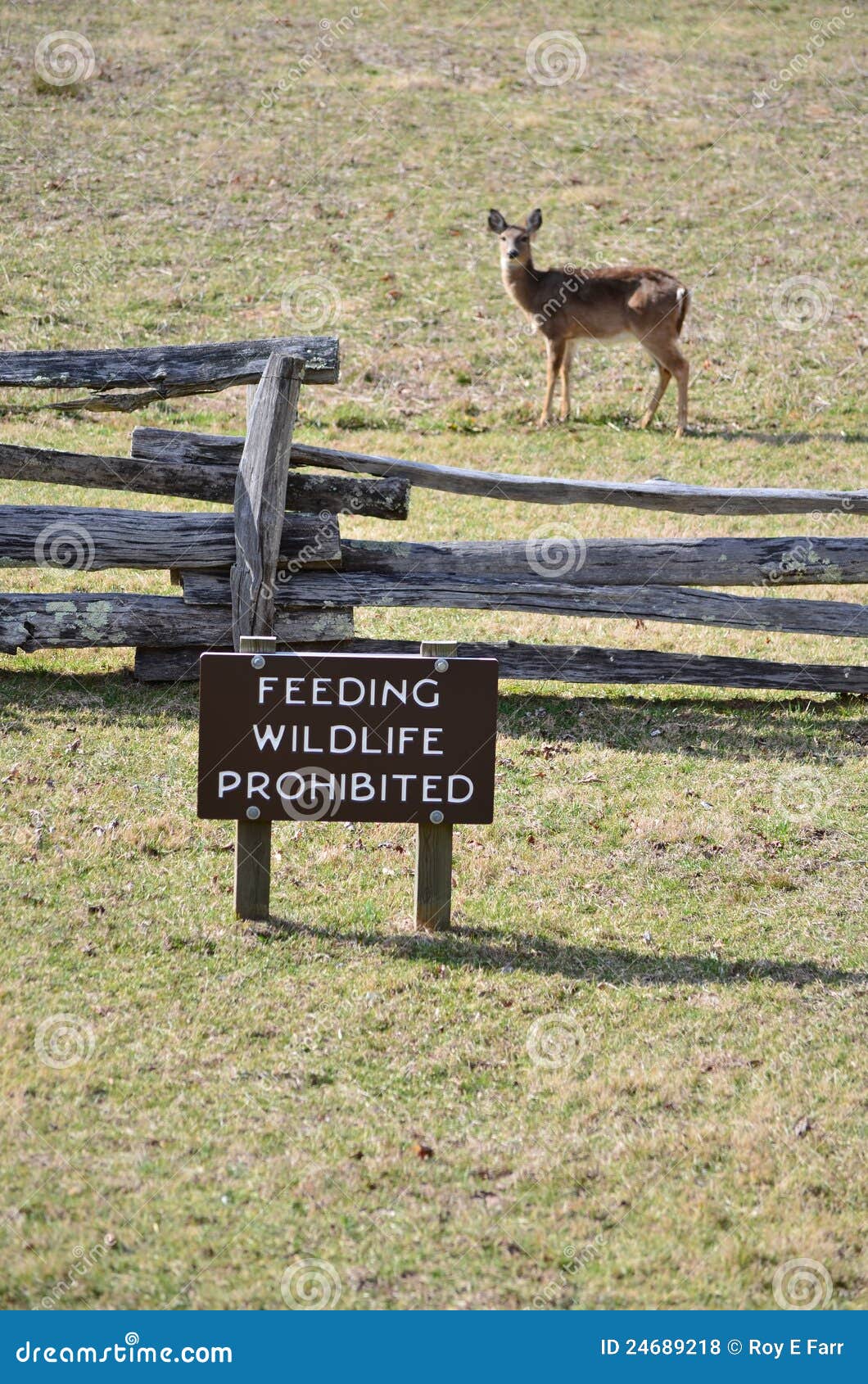 Feeding Wildlife Prohibited Sign with Deer Stock Photo - Image of ...