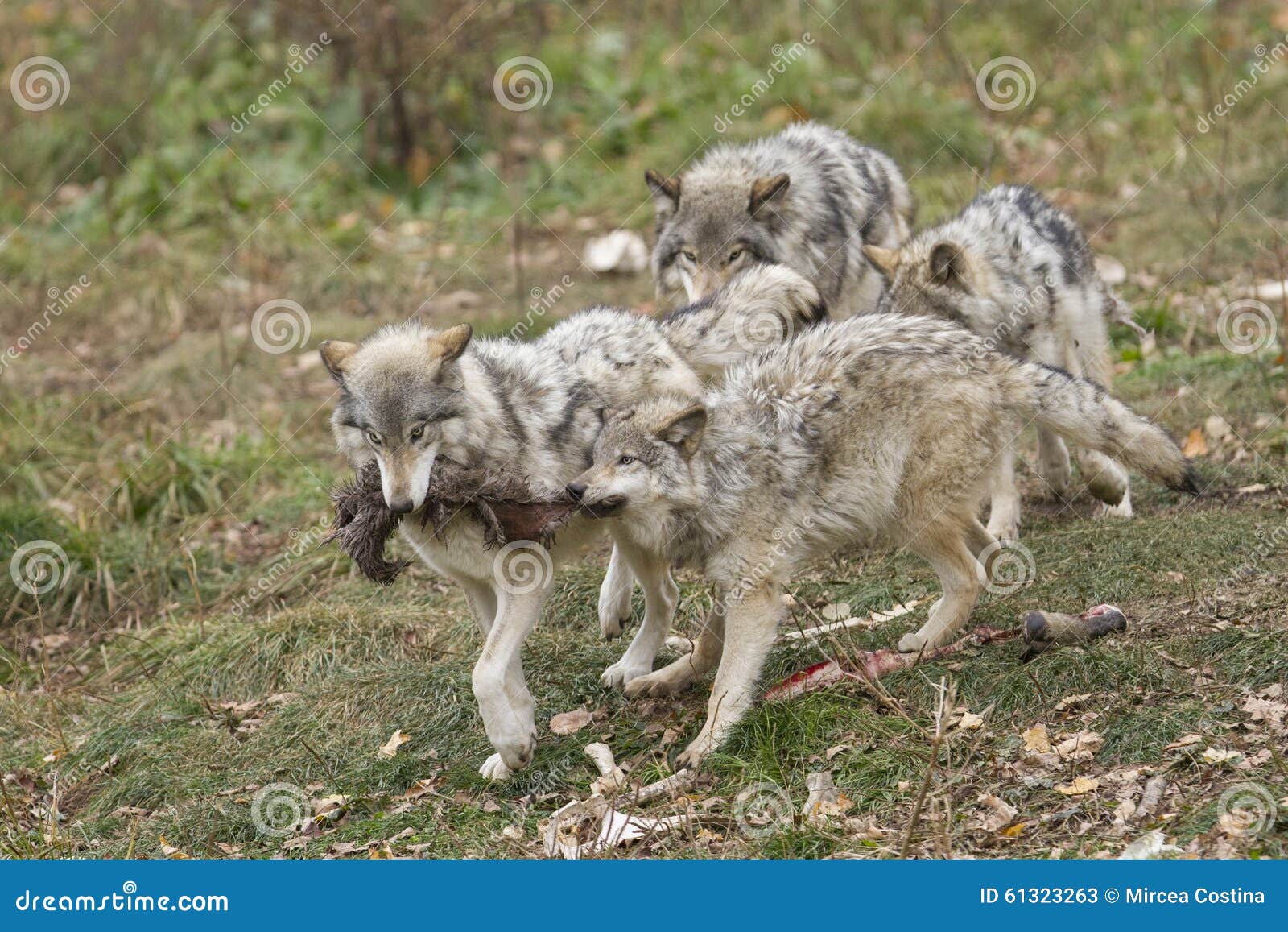 Feeding Wolves pack stock image. Image of male, mirceax - 61323263
